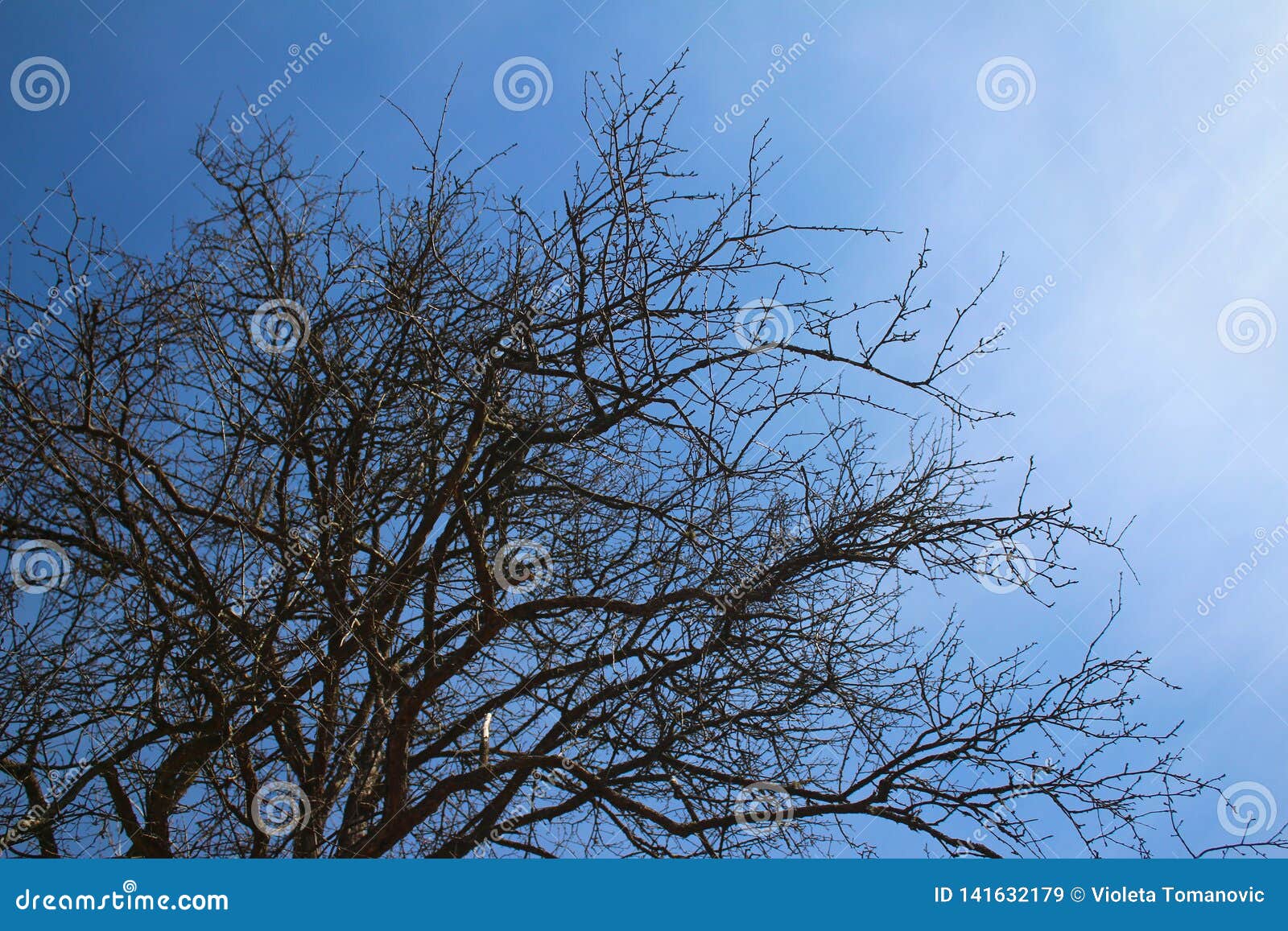 Tree with Blue Sky in Nature Stock Image - Image of blue, nature: 141632179