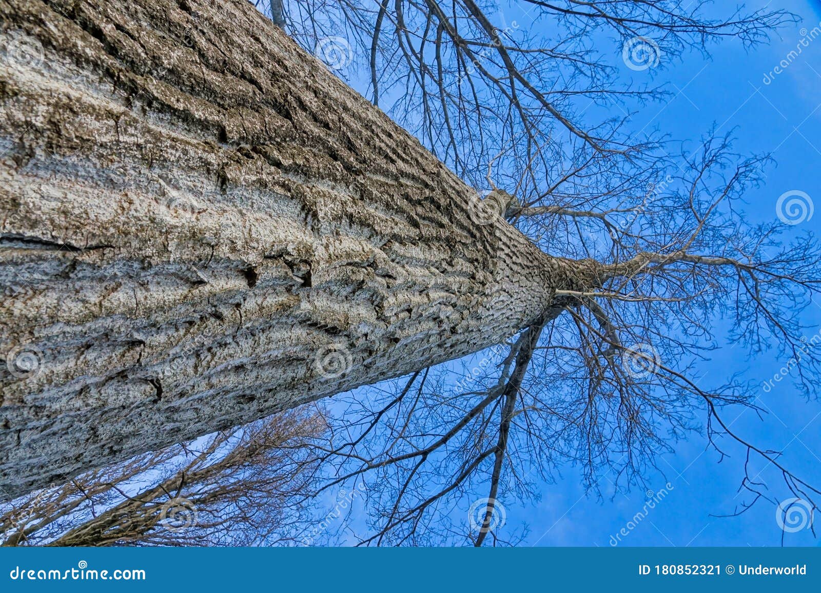 Tree on Blue Sky, Photo Picture Digital Image Stock Image - Image of ...
