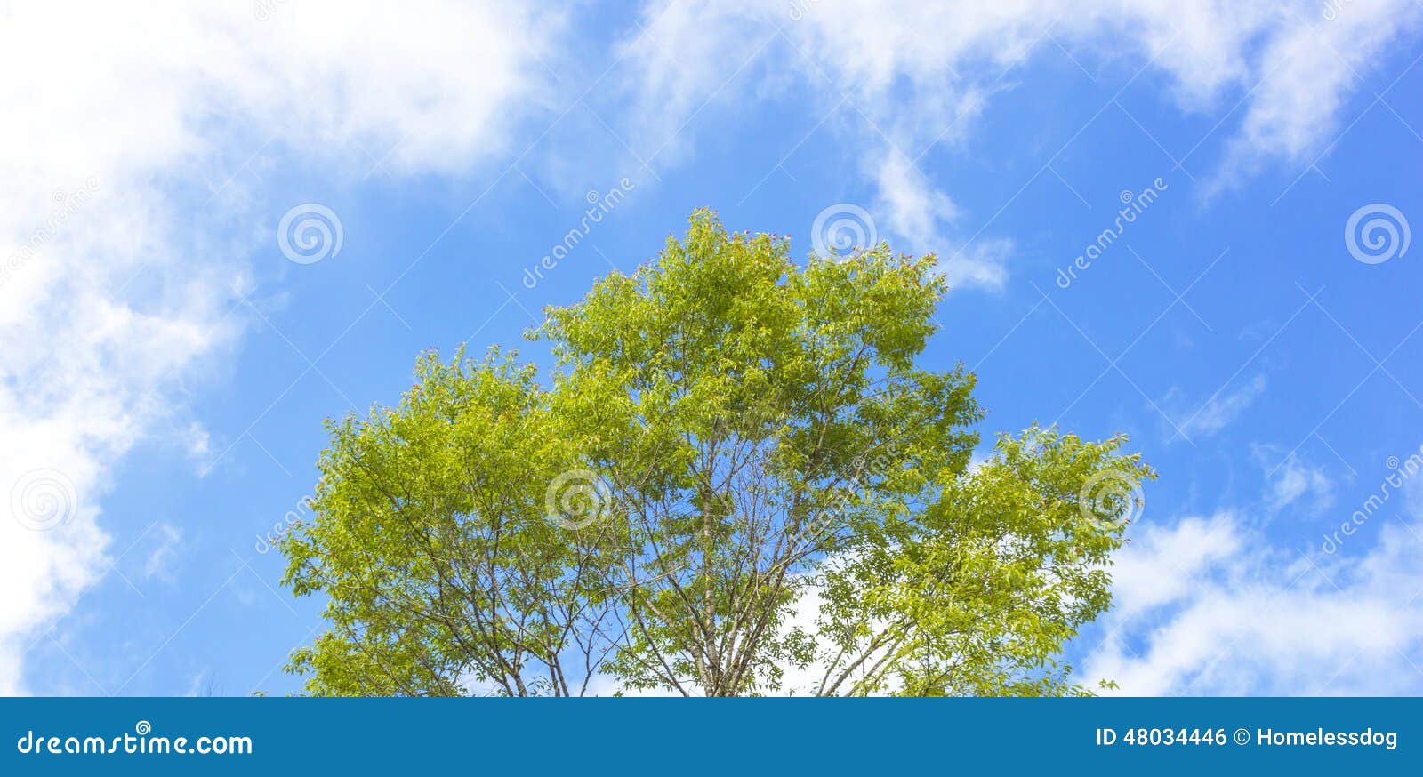 Tree and Blue sky stock photo. Image of regia, nature - 48034446