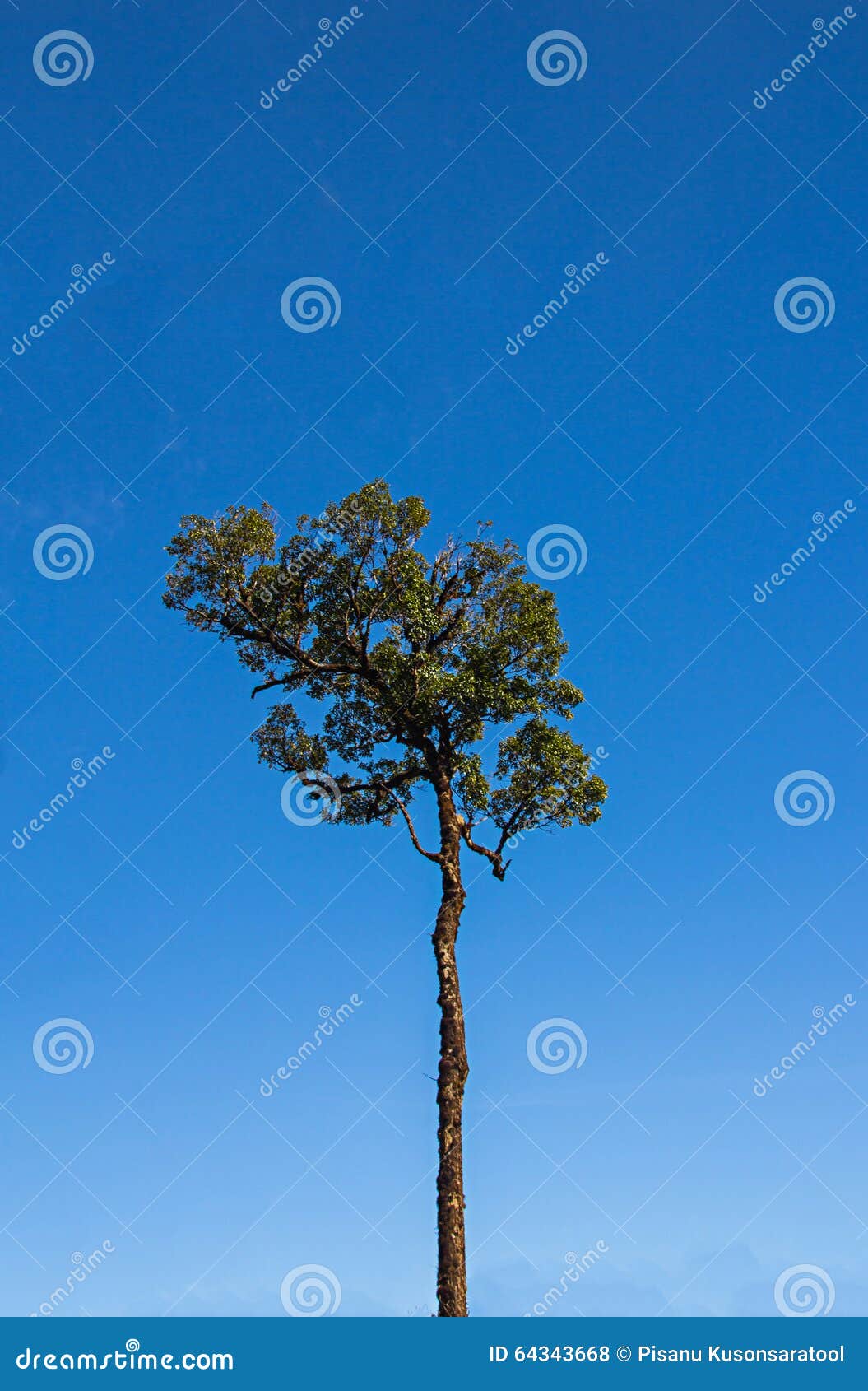 Tree and blue sky stock photo. Image of natural, single - 64343668