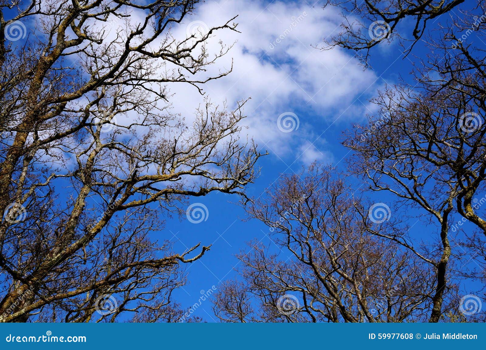 Tree and blue sky stock photo. Image of seasons, nature - 59977608