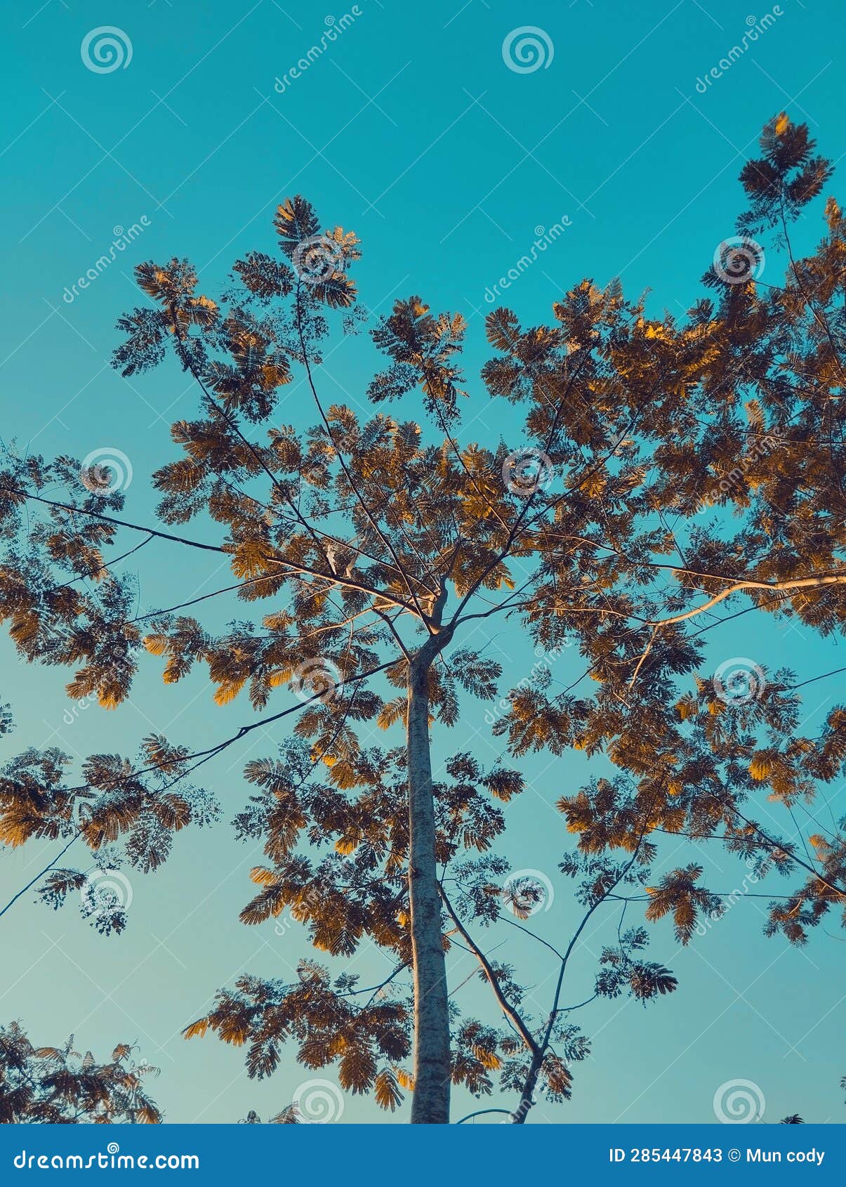 A Tree and the Blue Sky Then Im Still Alone Stock Image - Image of ...