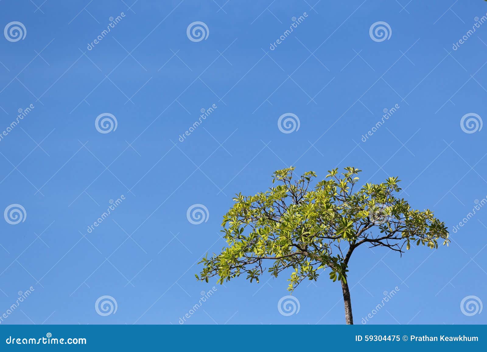 Tree and blue sky stock image. Image of treetop, leaf - 59304475