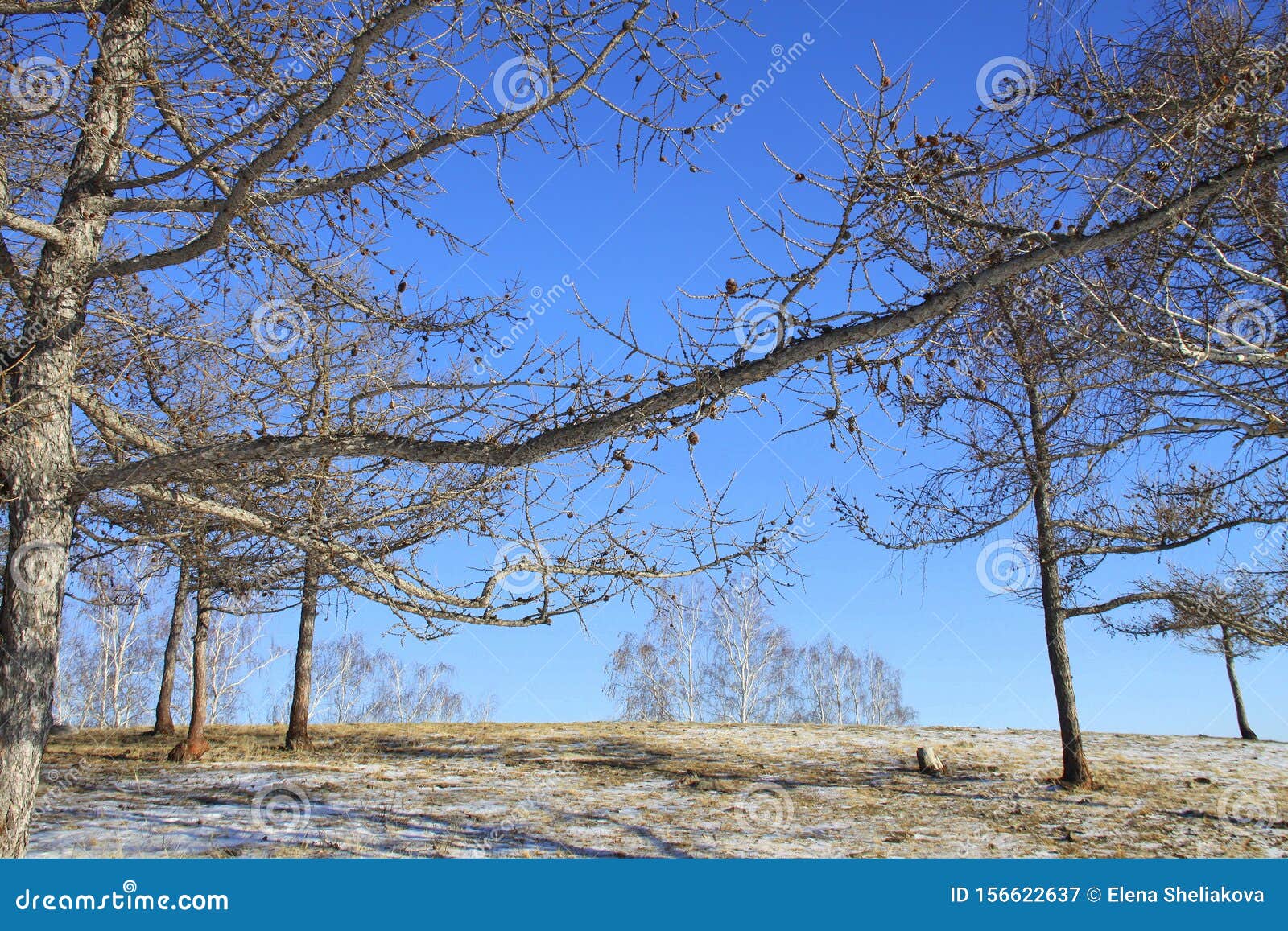 Tree on blue sky stock image. Image of health, nooning - 156622637