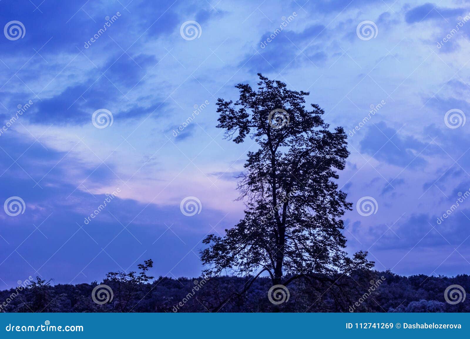 Tree on Blue Sunset Background Stock Image - Image of blue, nature ...