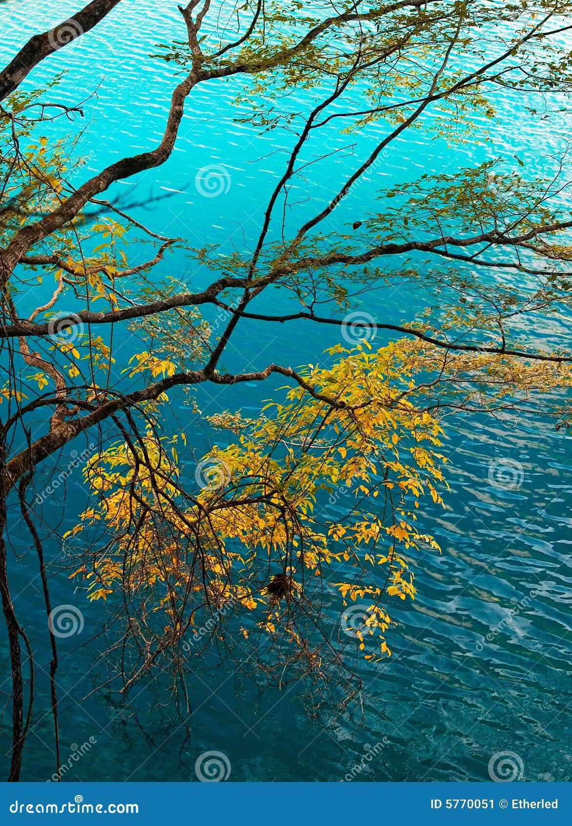Tree and blue water stock image. Image of yellow, sichuan - 5770051