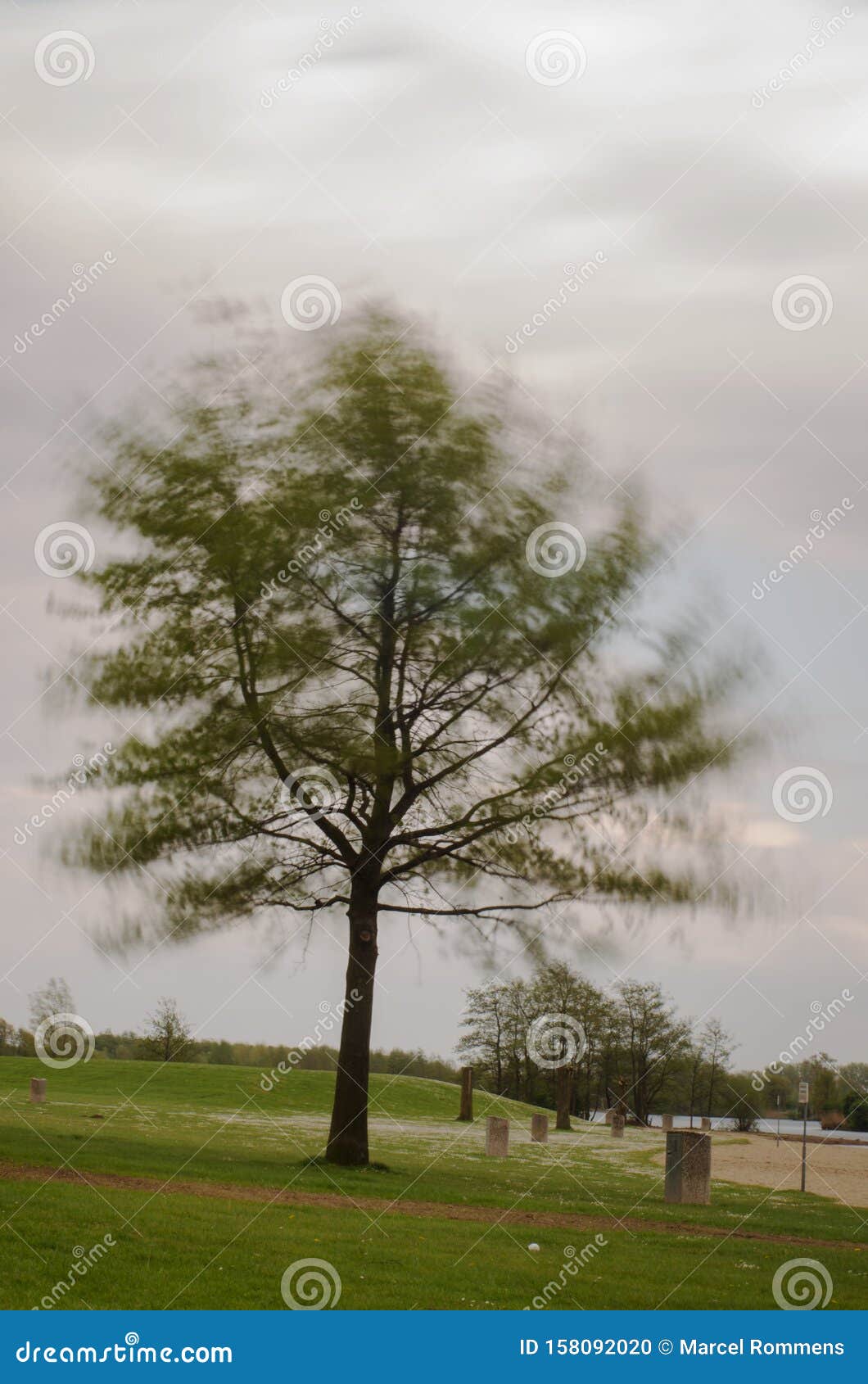 Tree blurred by wind stock photo. Image of arnhem, park - 158092020