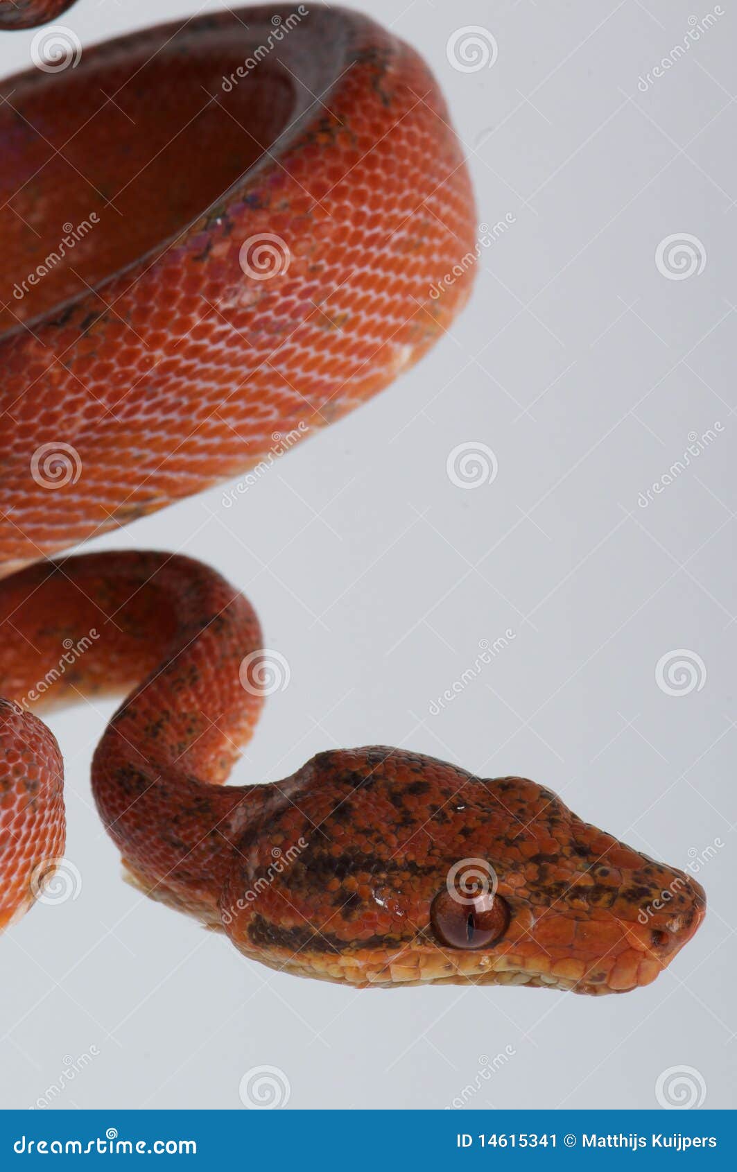 Tree boa stock image. Image of verticale, reptile, corallus - 14615341
