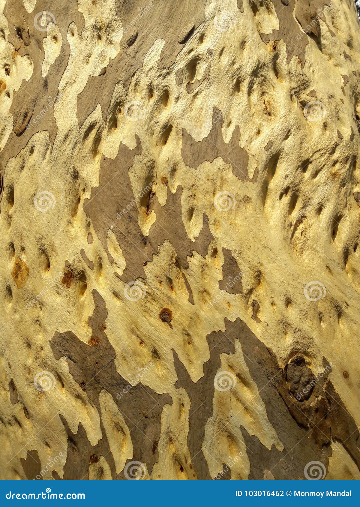 Tree body stock photo. Image of decorative, tree, body - 103016462