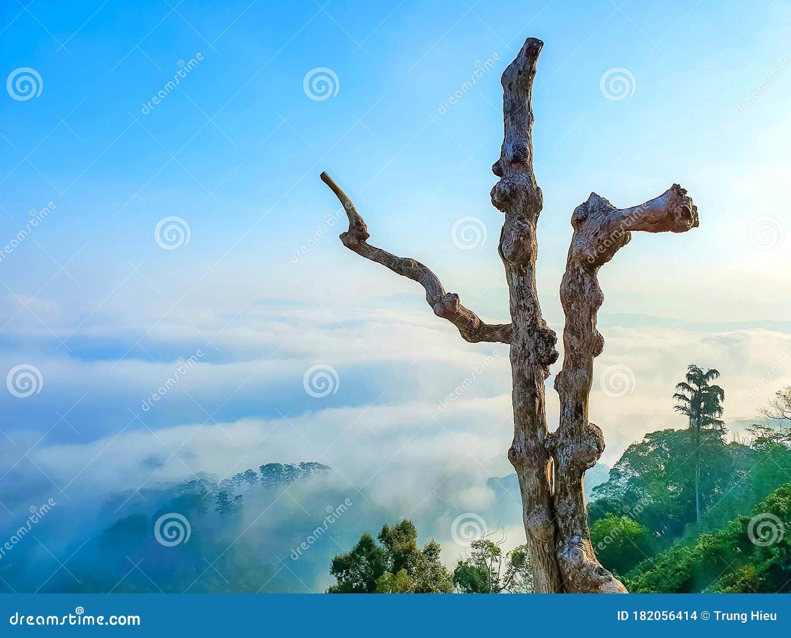 The Tree Body in the Natural Background Stock Photo - Image of view ...