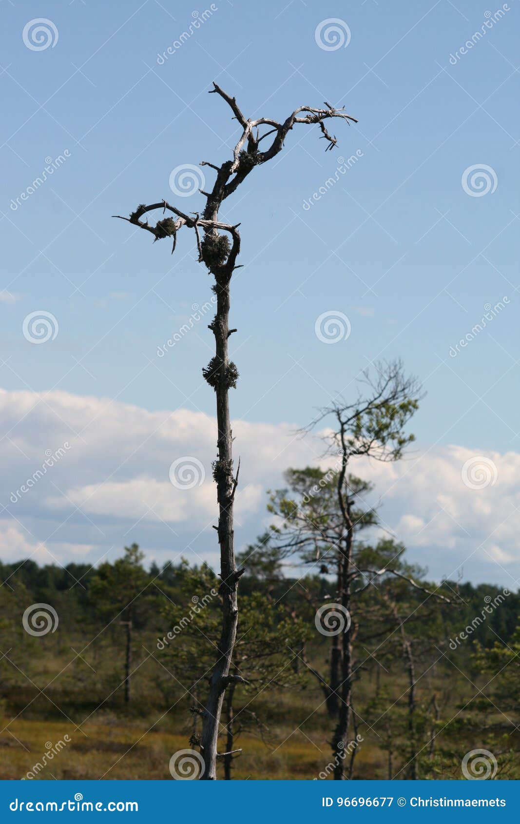 Tree in the bog stock image. Image of green, nature, tree - 96696677
