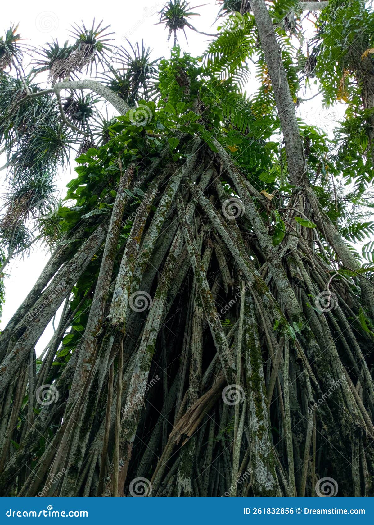 Tree at Bogor Botanical Garden Stock Photo - Image of bogor, jungle ...