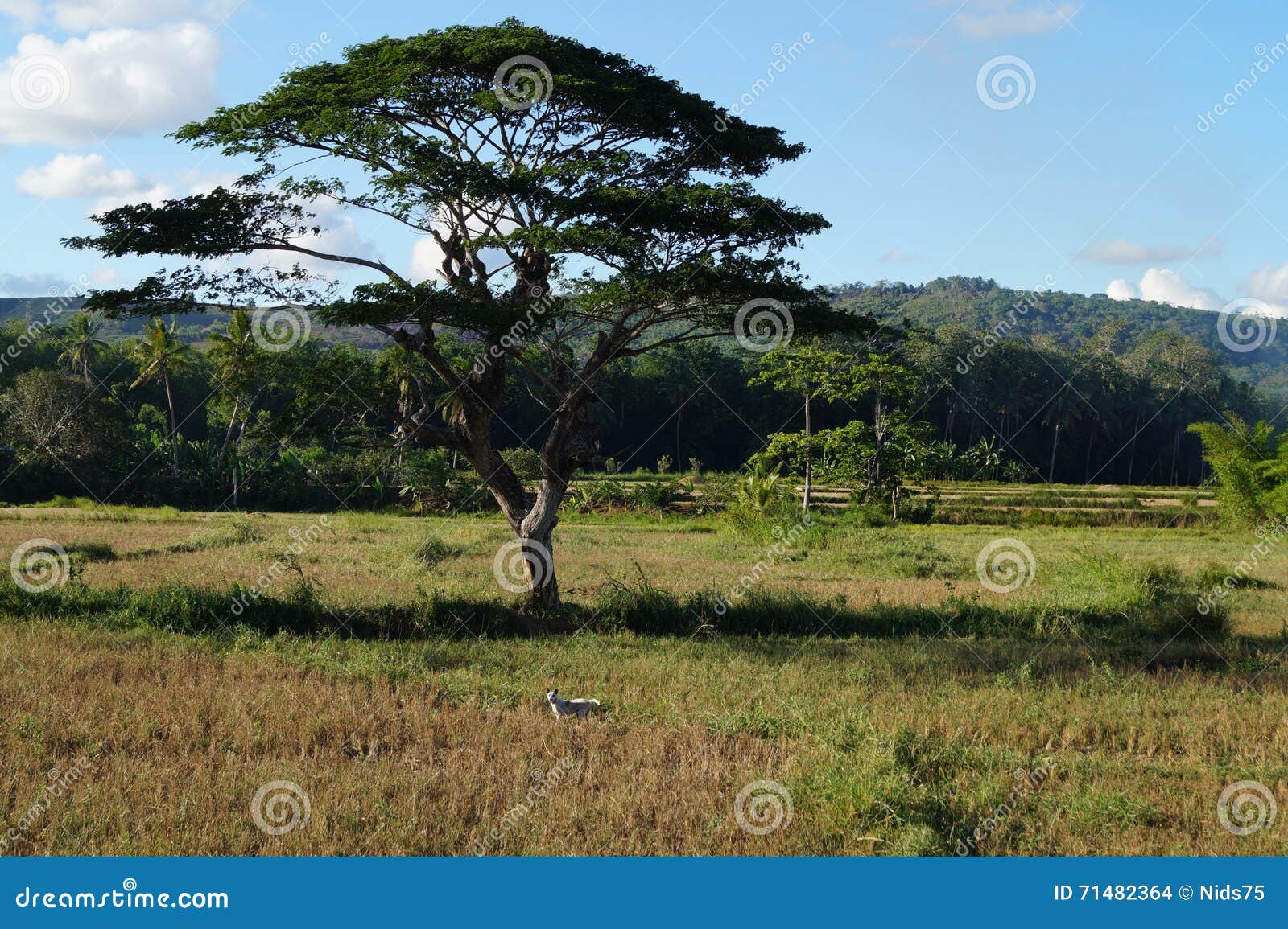 Tree in Bohol stock photo. Image of tree, environment - 71482364