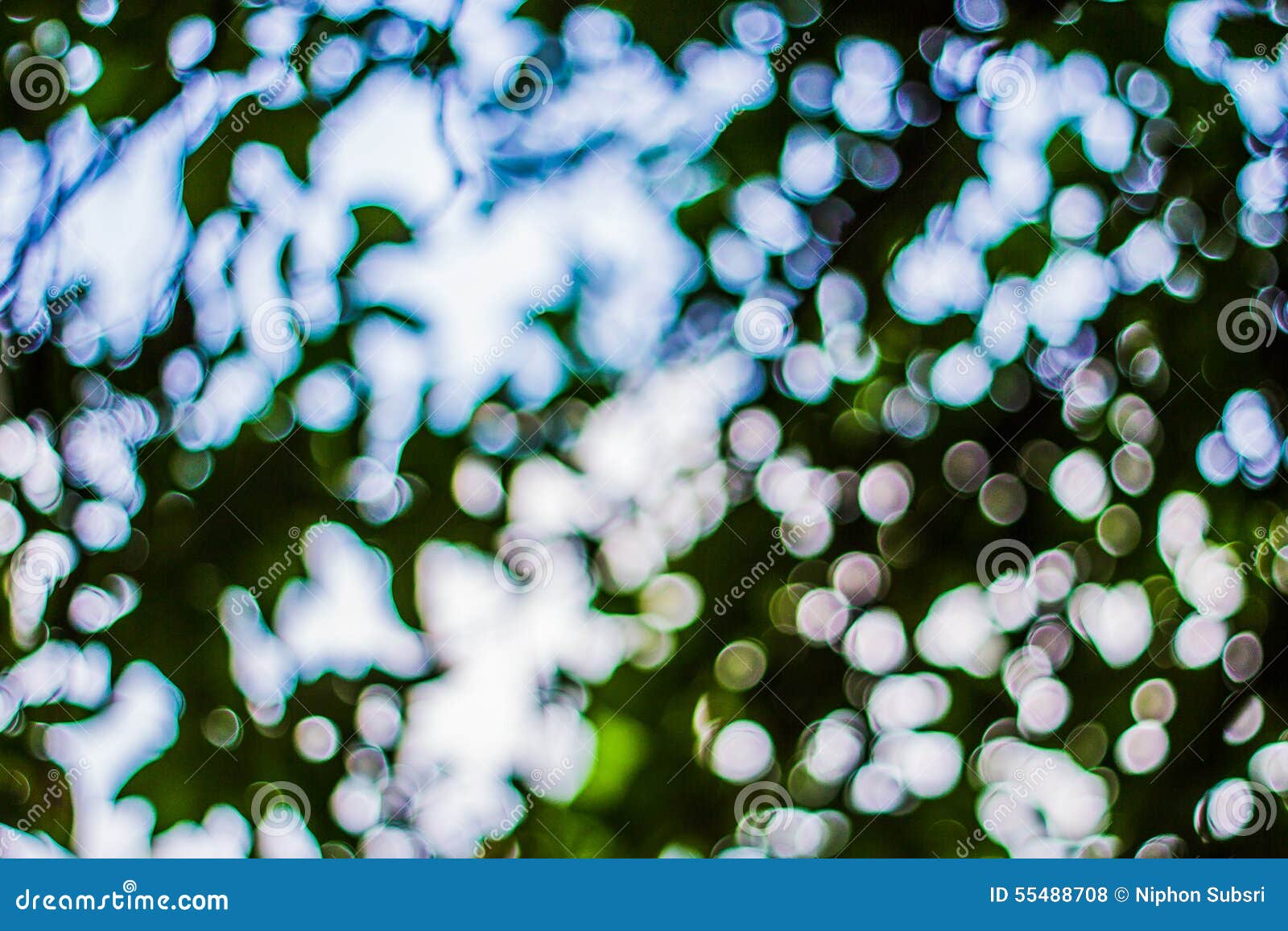 Tree bokeh in low light stock photo. Image of bokeh, experimenting ...