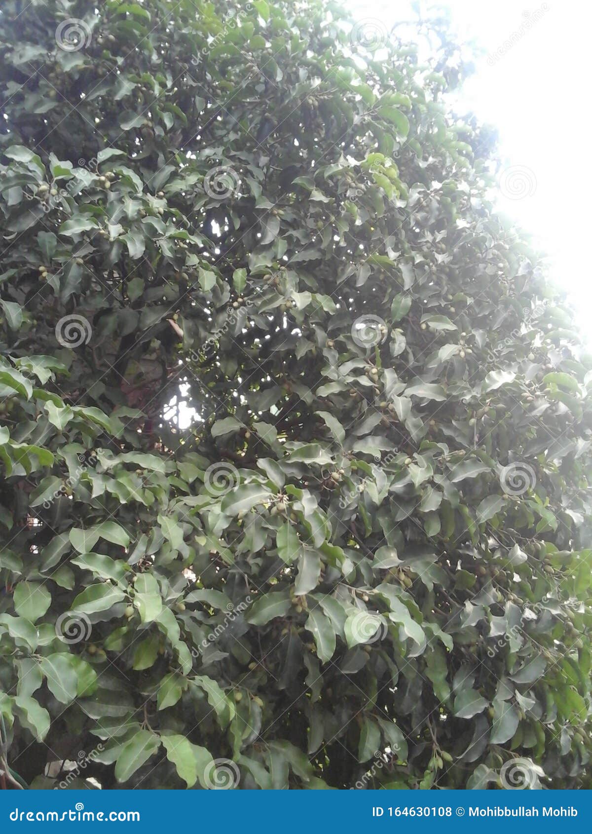 Tree Bokul stock photo. Image of tree, wonderful, verygood - 164630108