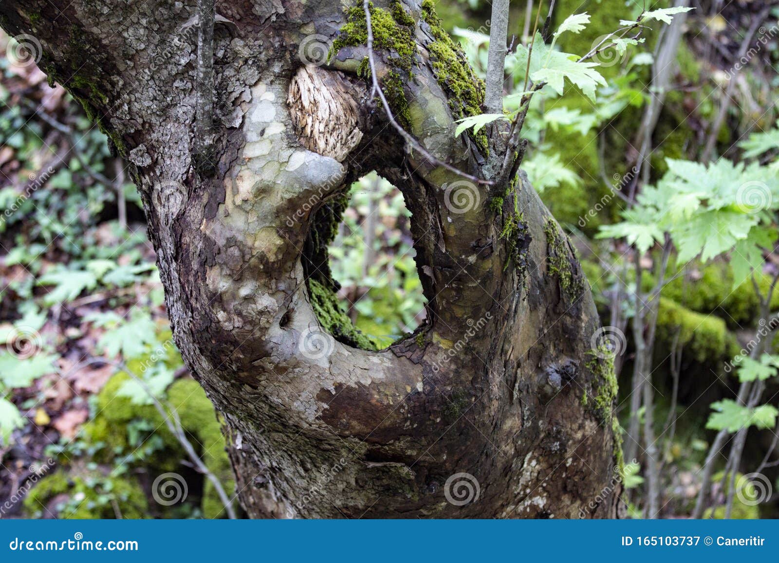 Tree Bole and Moss, Mossy Tree in Forest, Hollow in the Tree Trunk ...
