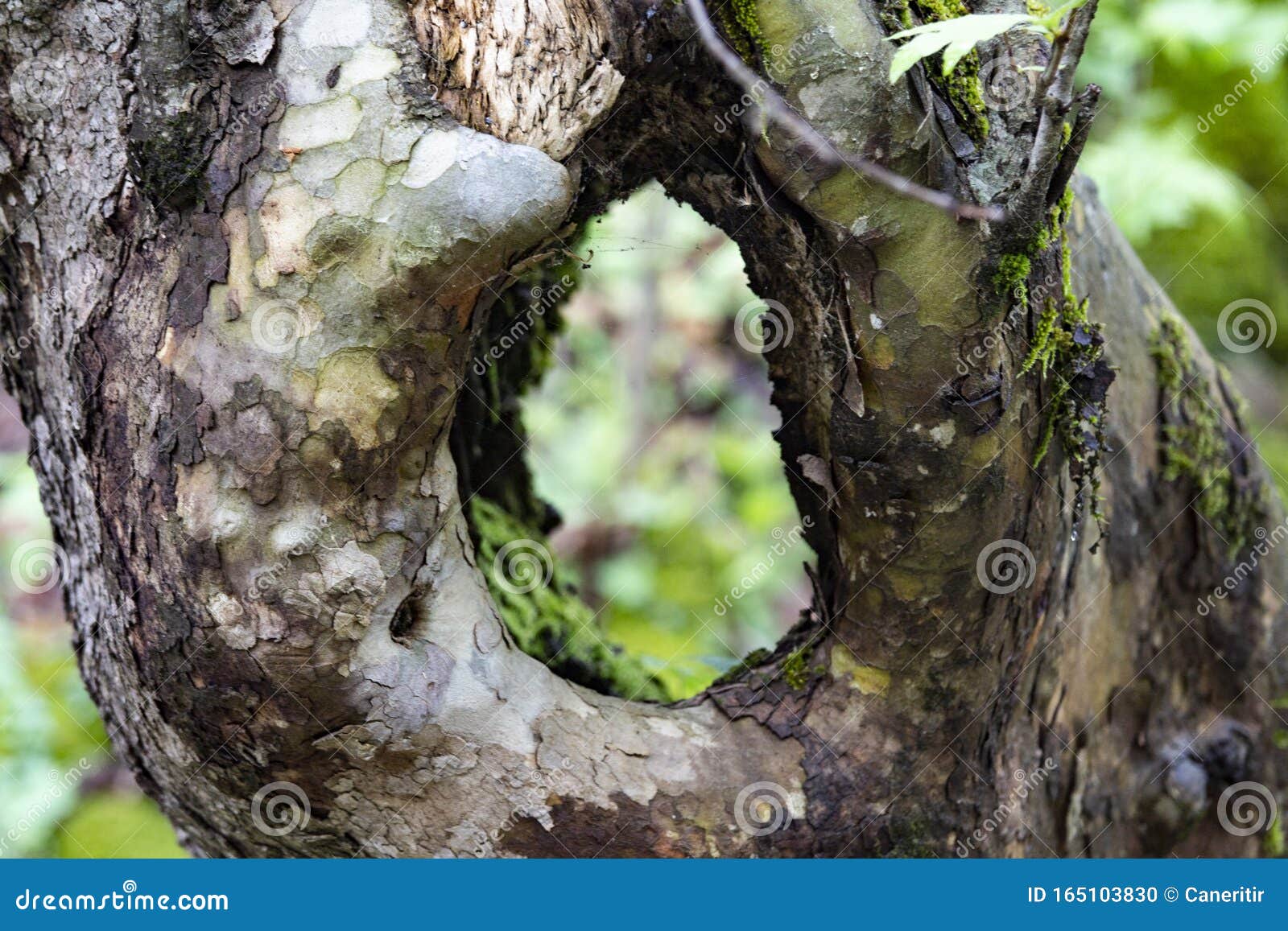 Tree Bole and Moss, Mossy Tree in Forest, Hollow in the Tree Trunk ...