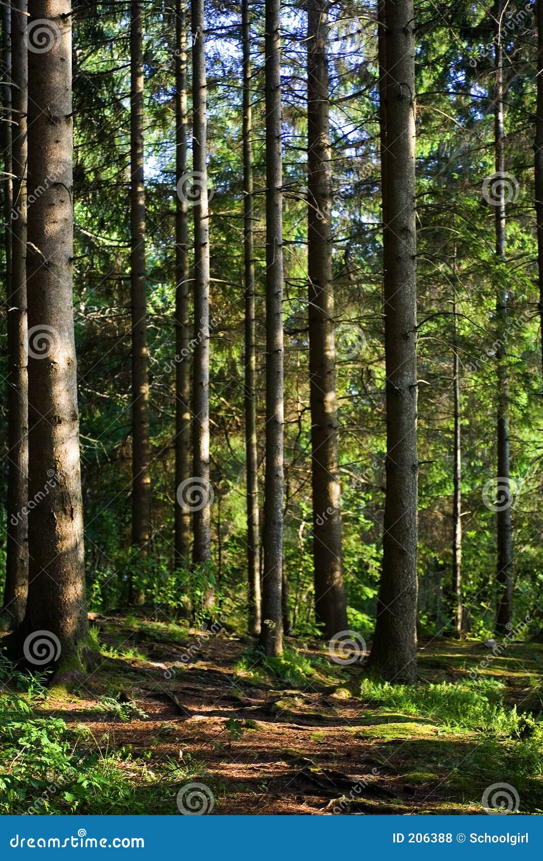 Tree Boles stock photo. Image of trunk, knot, brown, tree - 206388