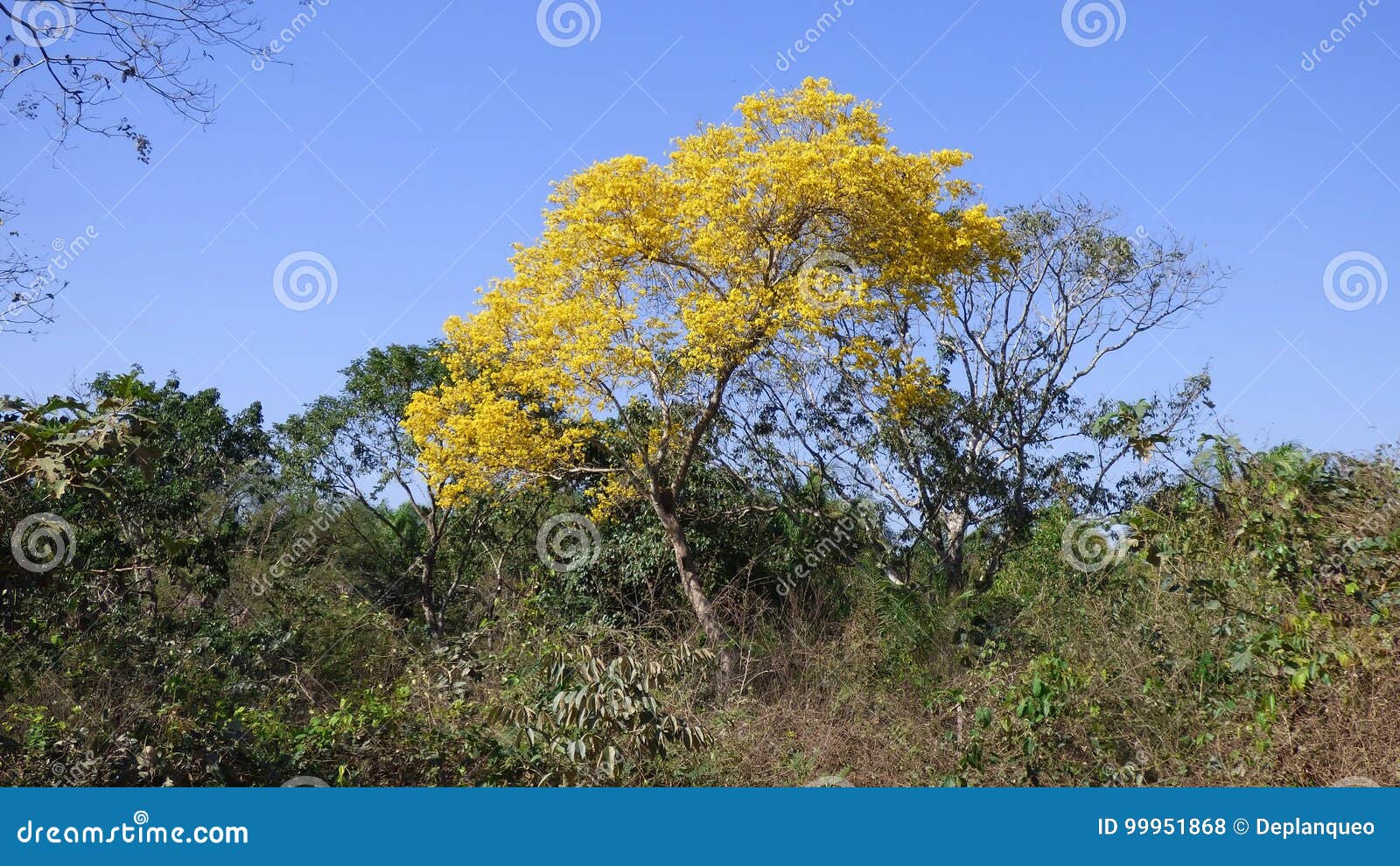 Tree in Bolivia, South America. Stock Photo - Image of latin, bolivian ...