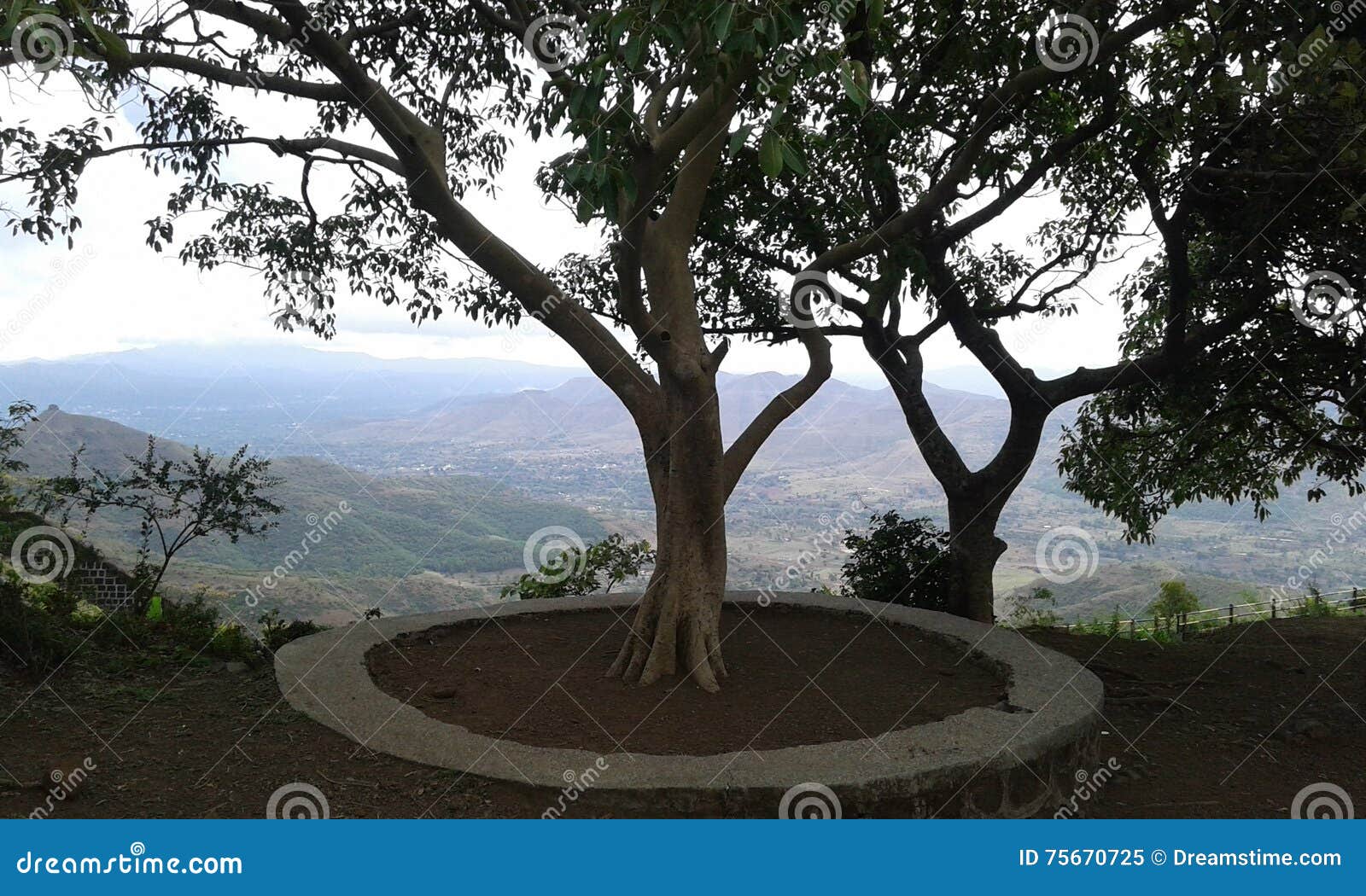 Tree stock image. Image of bond, nature, tree, india - 75670725