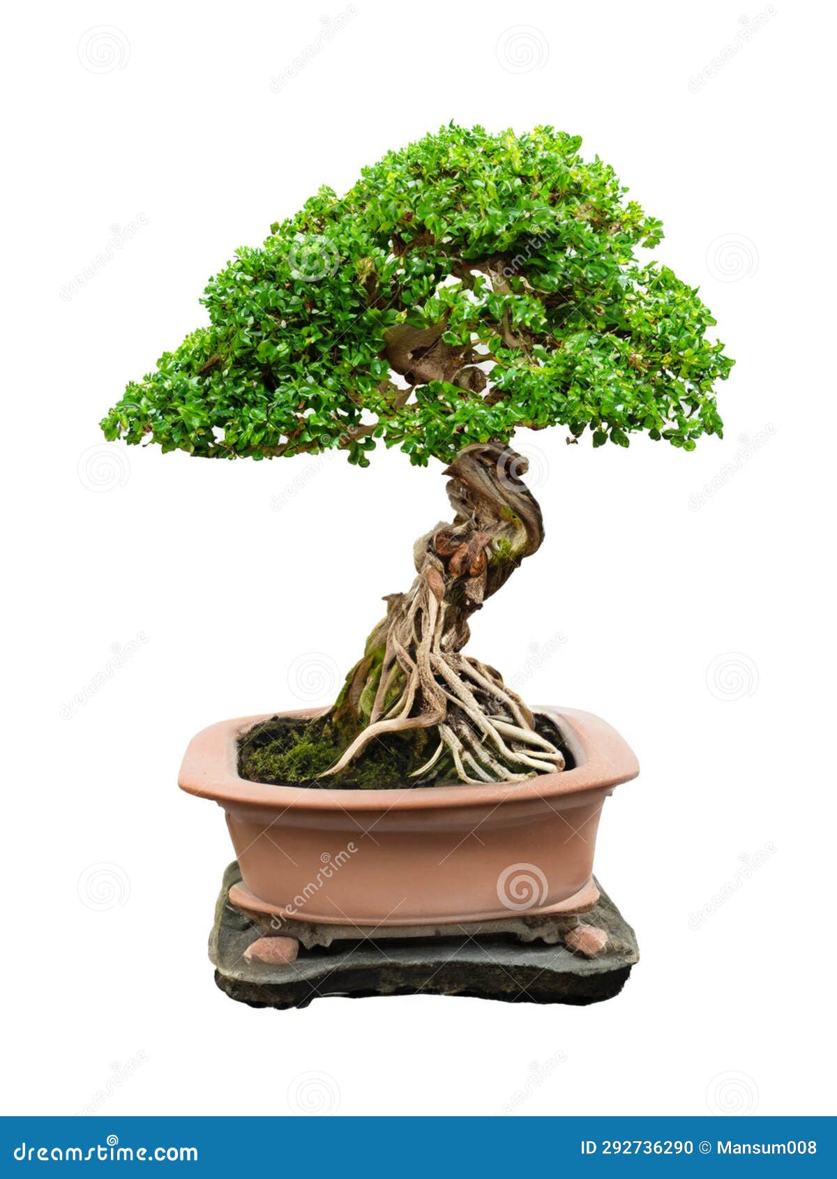Tree Bonsai on a White Background Stock Photo - Image of botany ...