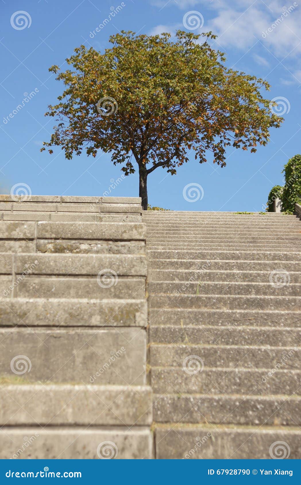 Tree at the Border stock photo. Image of dividing, path - 67928790