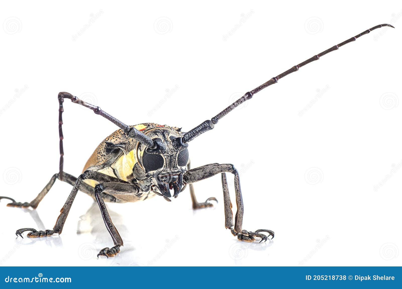 Tree Borer Batocera Rufomaculata Isolated on a White Background Stock ...