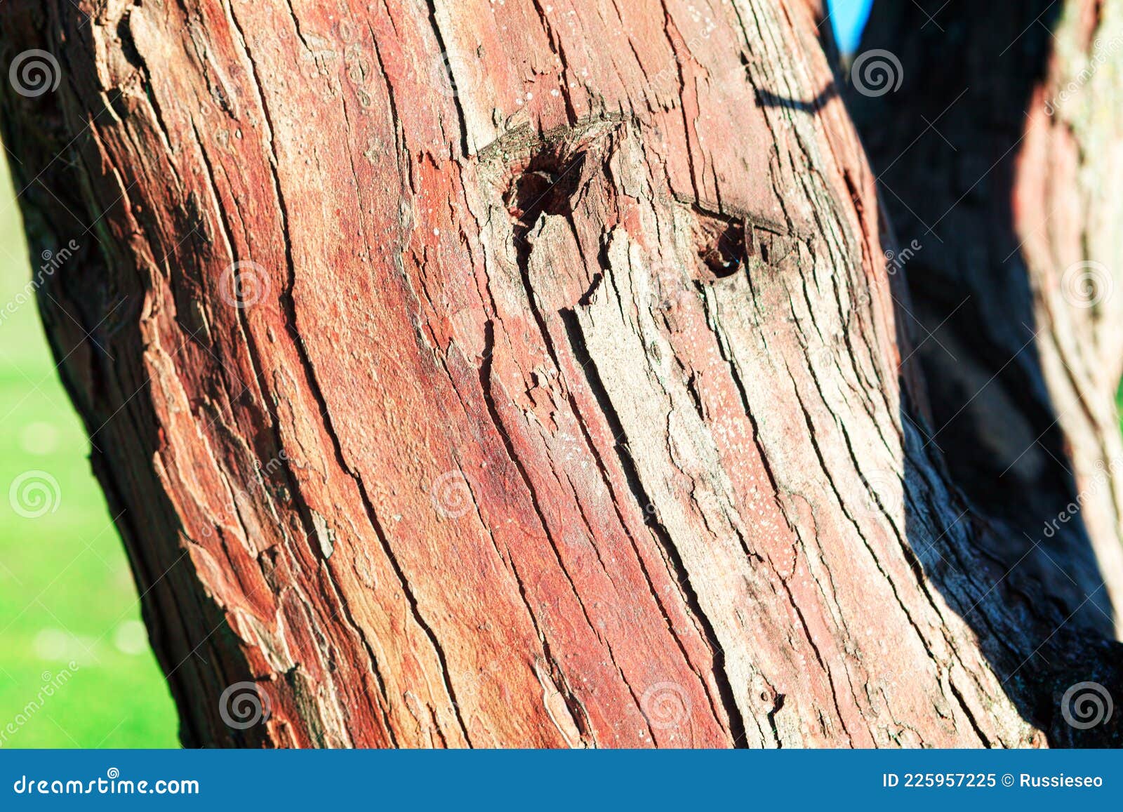 Tree Borer Insects stock image. Image of board, borer - 225957225