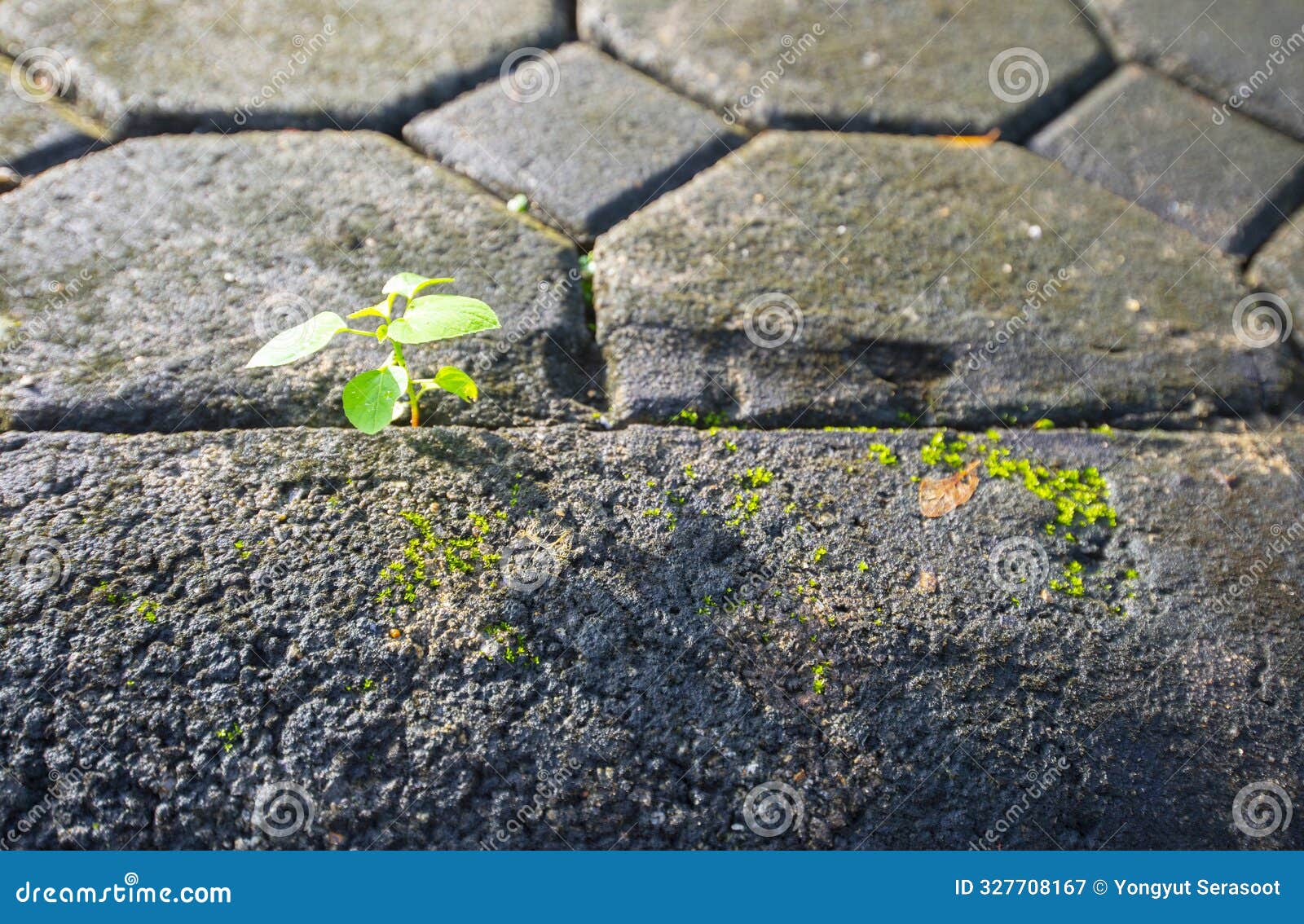 A Tree that is Born and Grow in the Natural Environment Stock Image ...