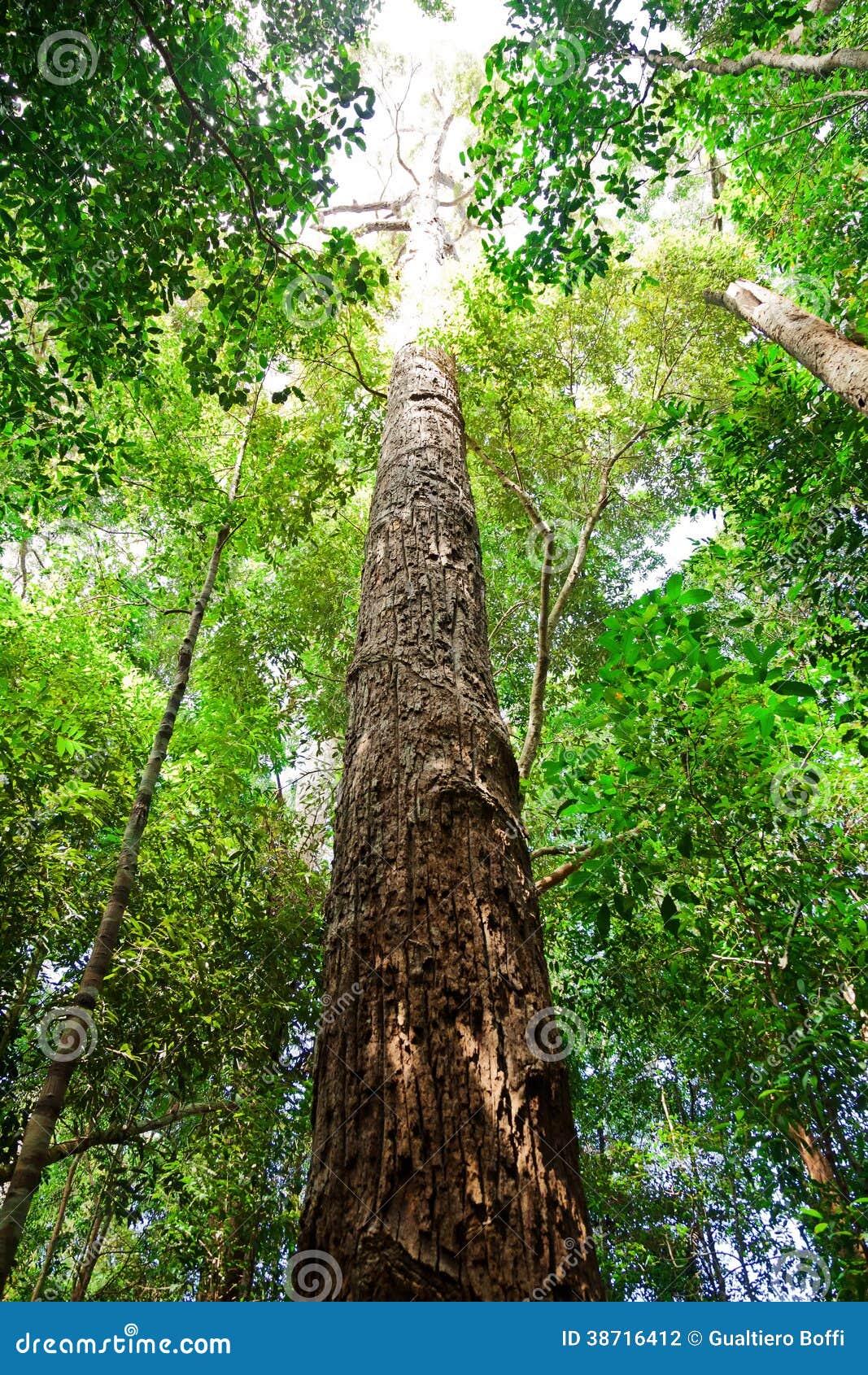 Tree in borneo stock photo. Image of jungle, malaysia - 38716412
