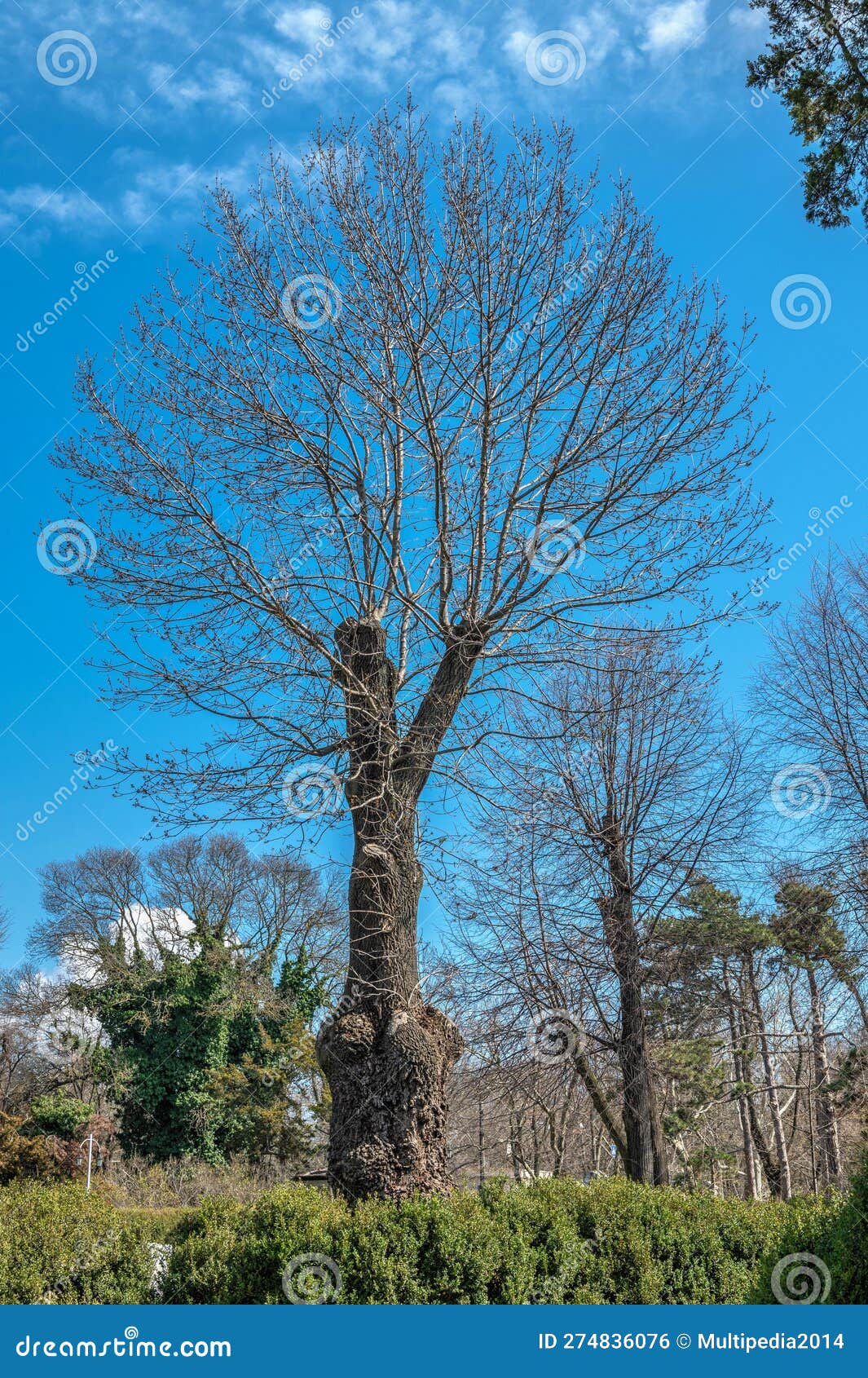 Tree in the Botanical Garden of Odessa, Ukraine Stock Photo - Image of ...