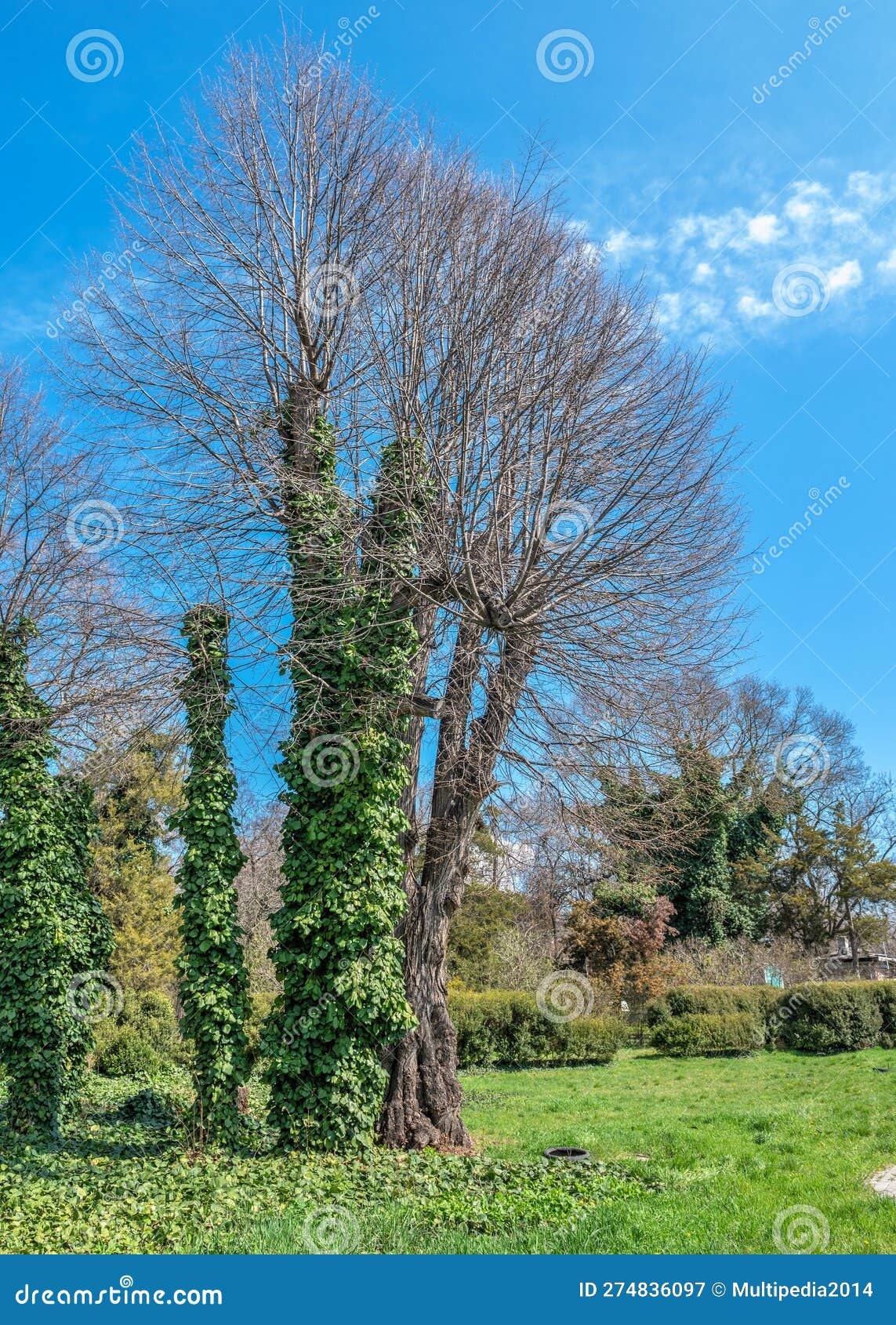 Tree in the Botanical Garden of Odessa, Ukraine Stock Image - Image of ...