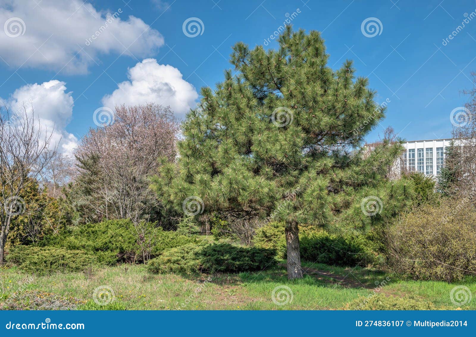 Tree in the Botanical Garden of Odessa, Ukraine Stock Image - Image of ...