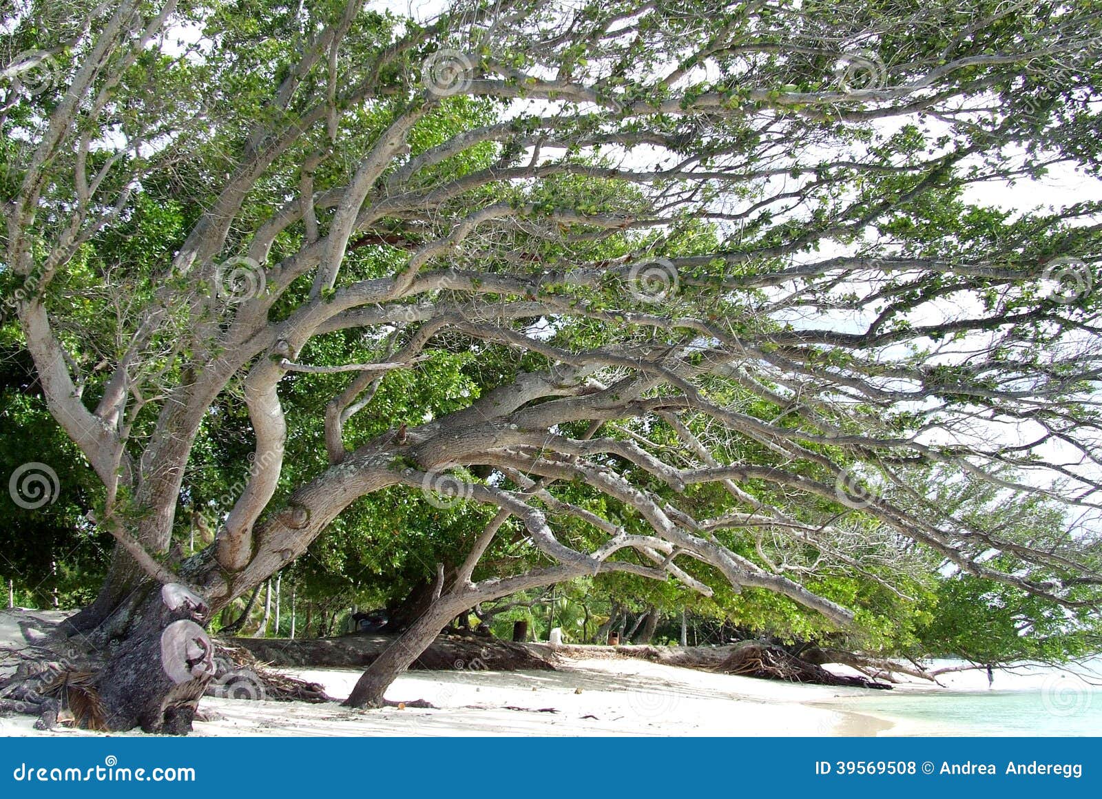 The tree stock photo. Image of detail, kindness, gardens - 39569508