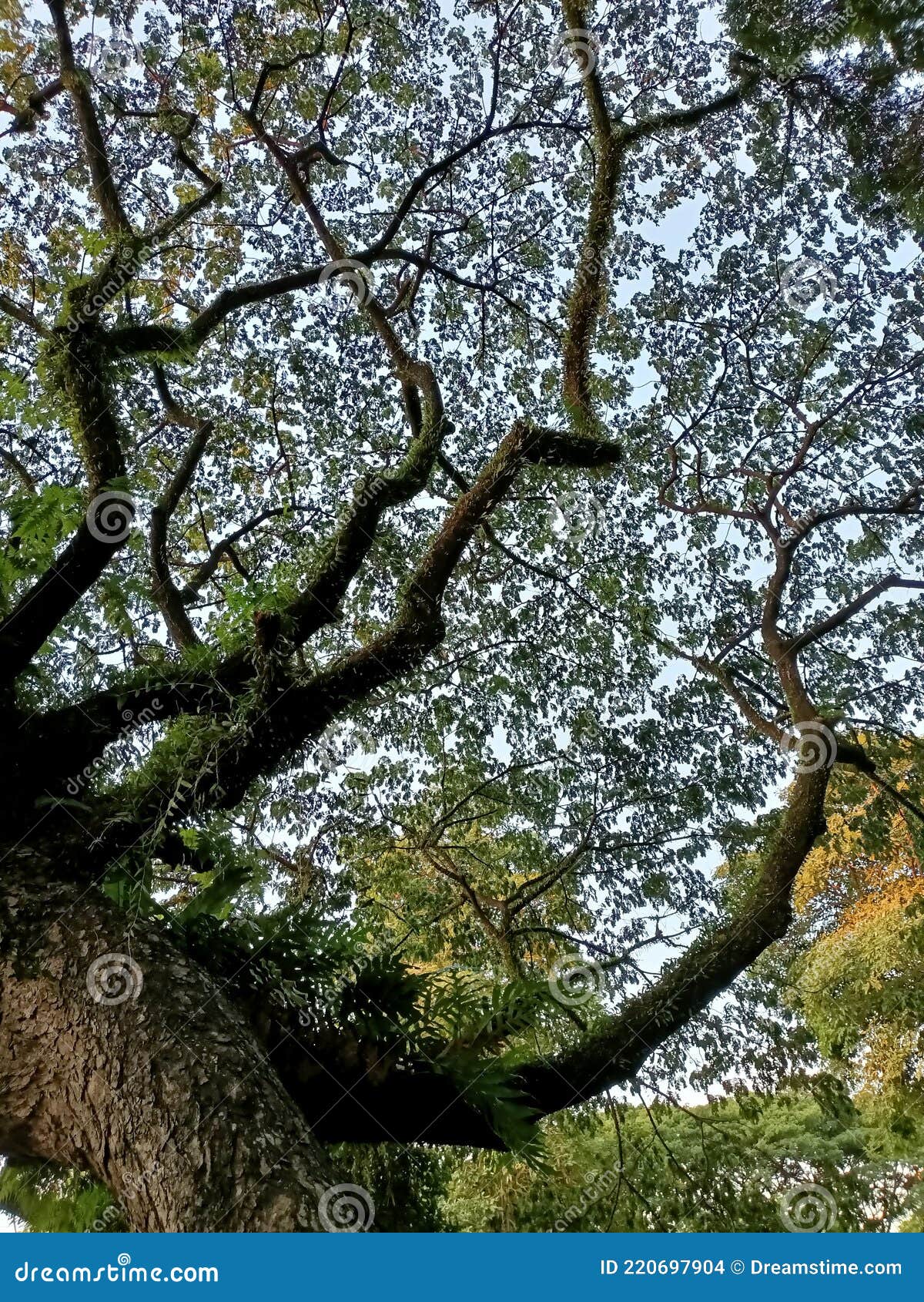 Tree from bottom stock photo. Image of houseplant, eggs - 220697904