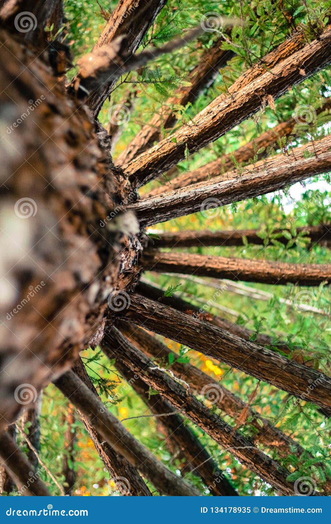 Tree from the bottom stock image. Image of light, bottom - 134178935