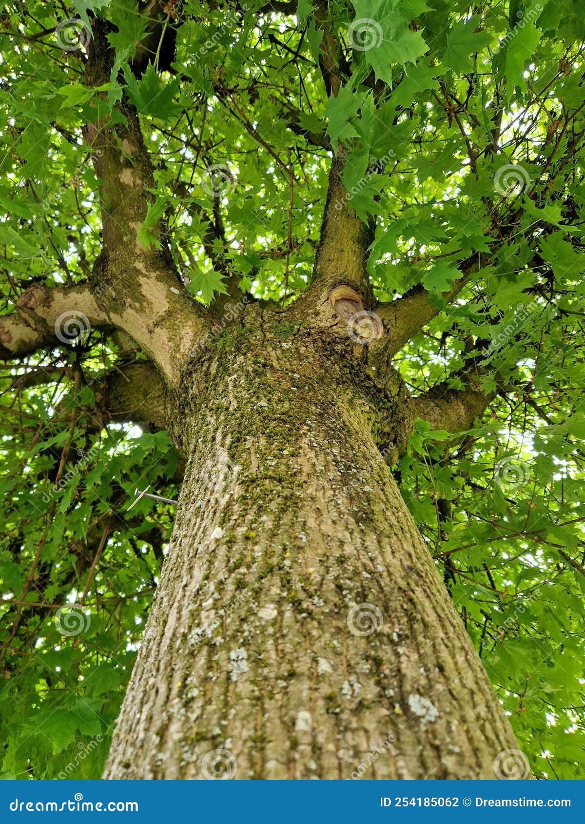 View of a tree from below stock photo. Image of tree - 254185062