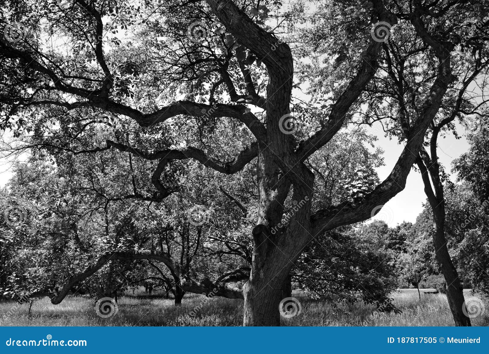 Tree from the Bottom in Spring Season Stock Image - Image of grow, bark ...