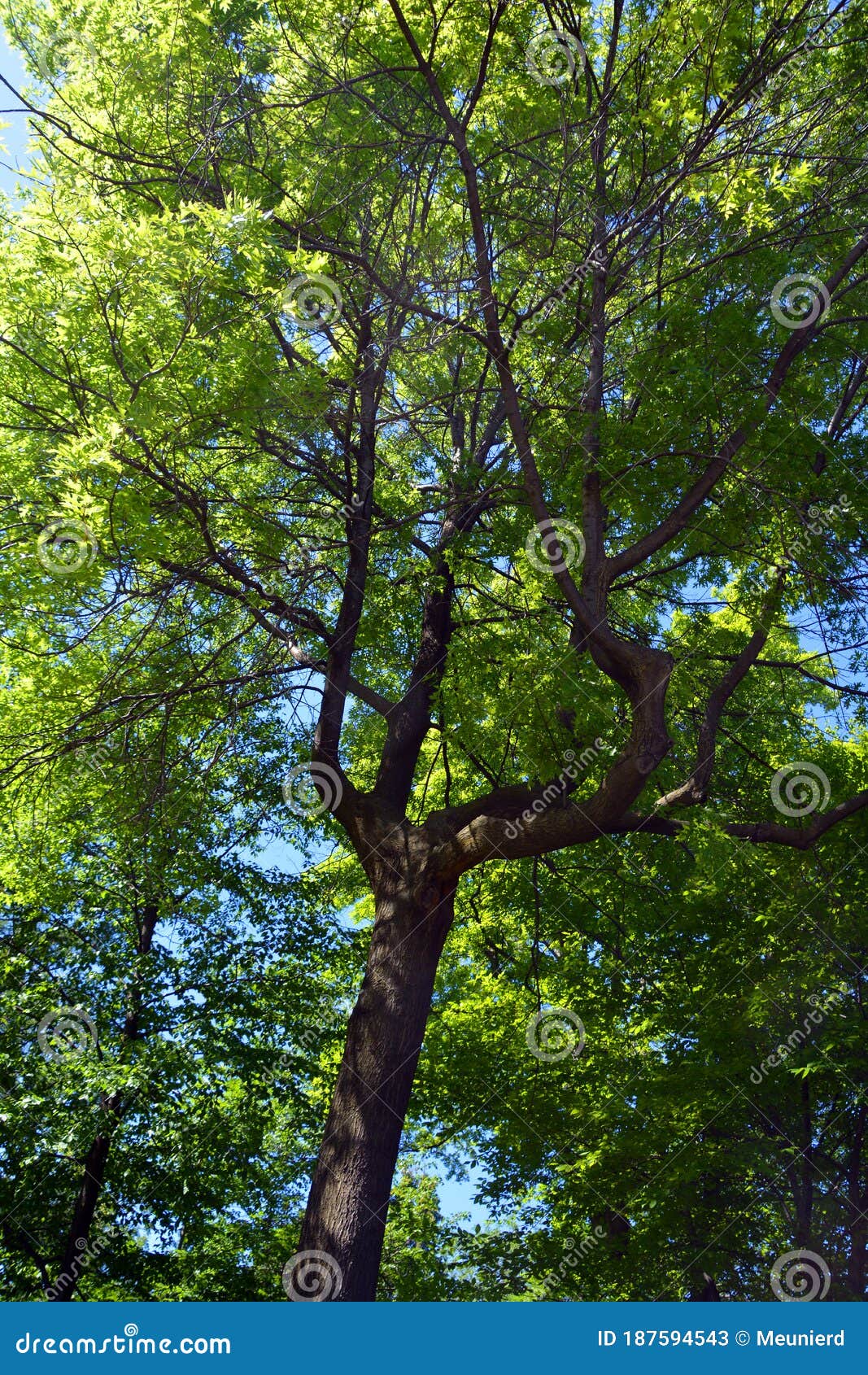 Tree from the bottom stock image. Image of bright, environment - 187594543