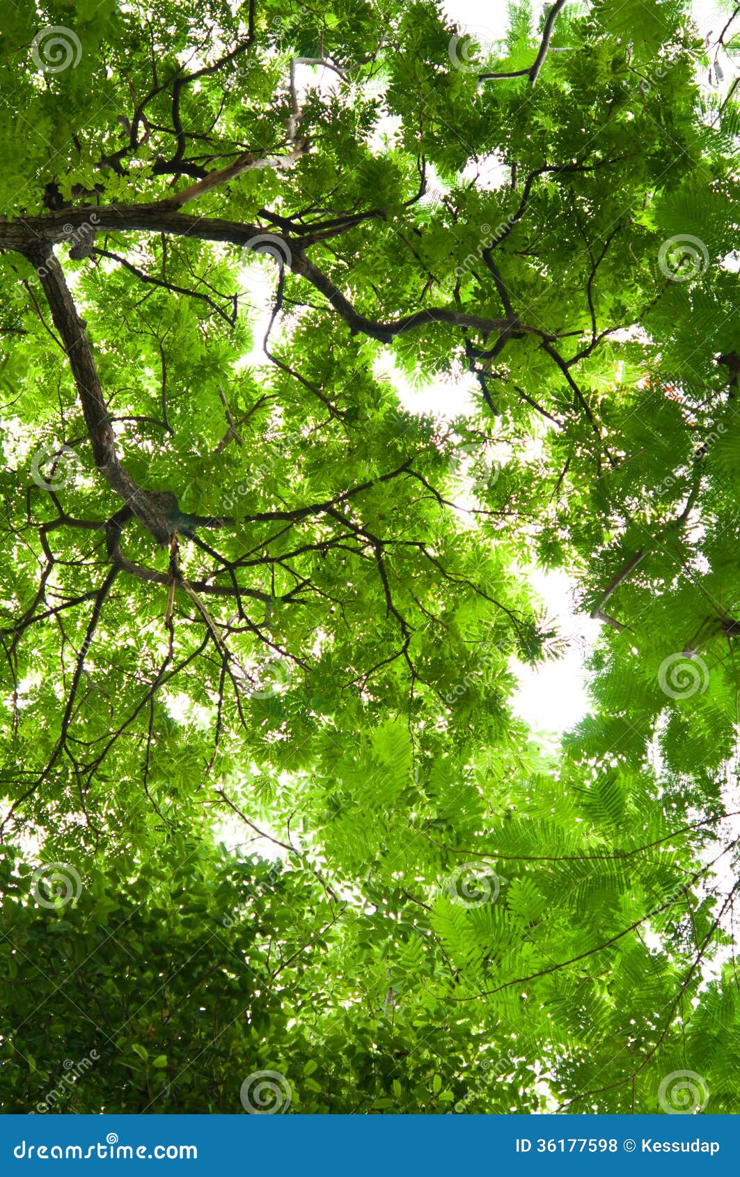 The Tree from Bottom To Top View Stock Photo - Image of leaf, natural ...