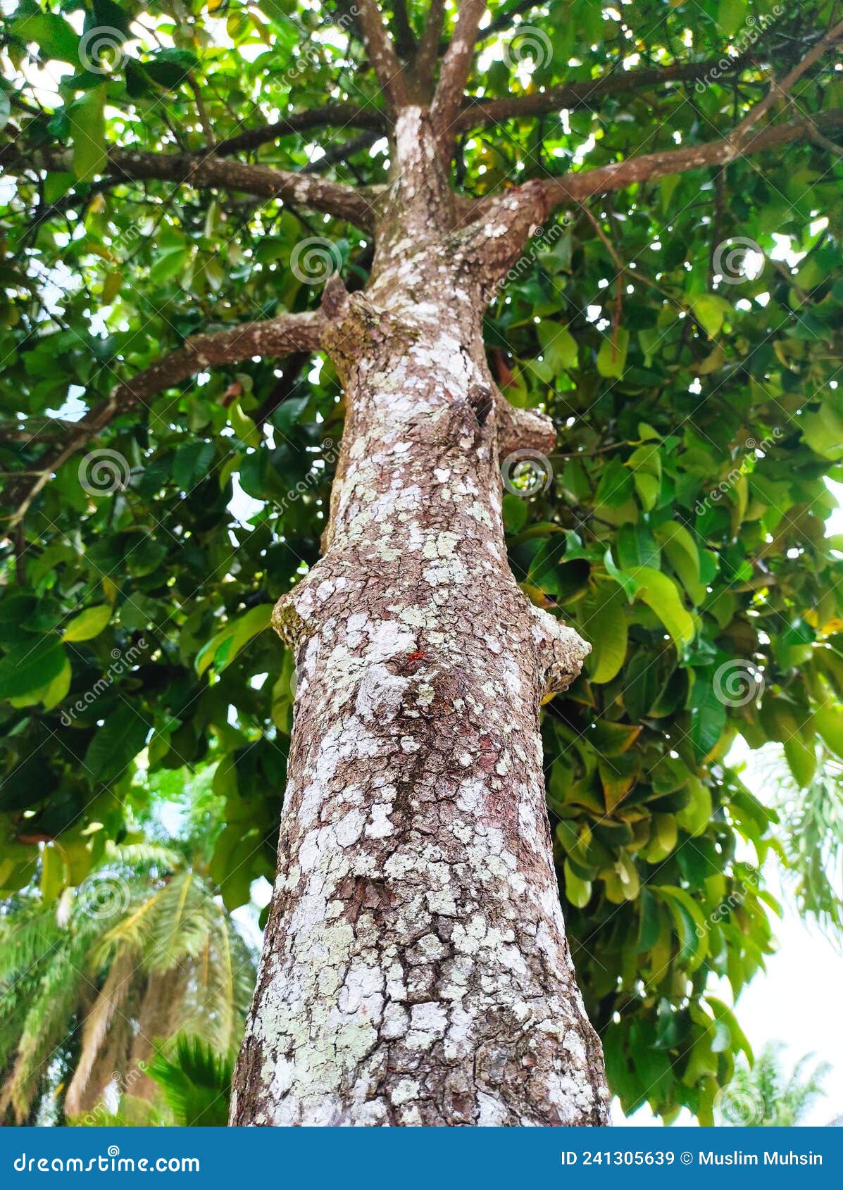Tree from Bottom To Top View Stock Image - Image of bottom, view: 241305639