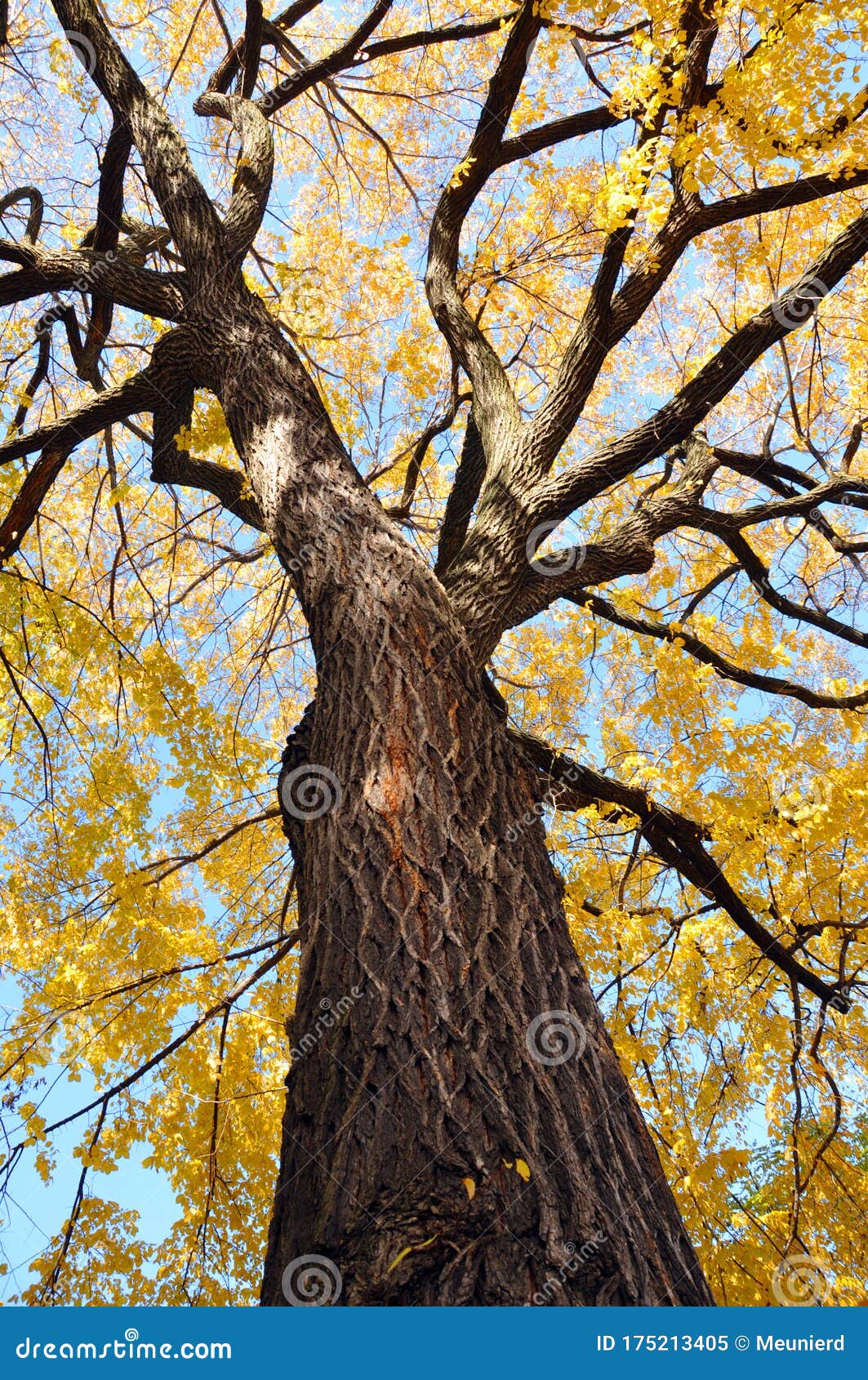 Tree from the bottom stock image. Image of landscape - 175213405
