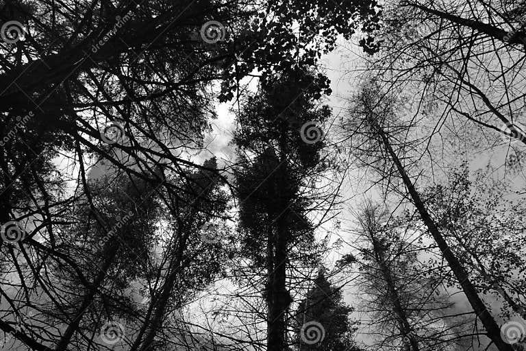 Tree From The Bottom Stock Image Image Of Bottom Branch 197712339