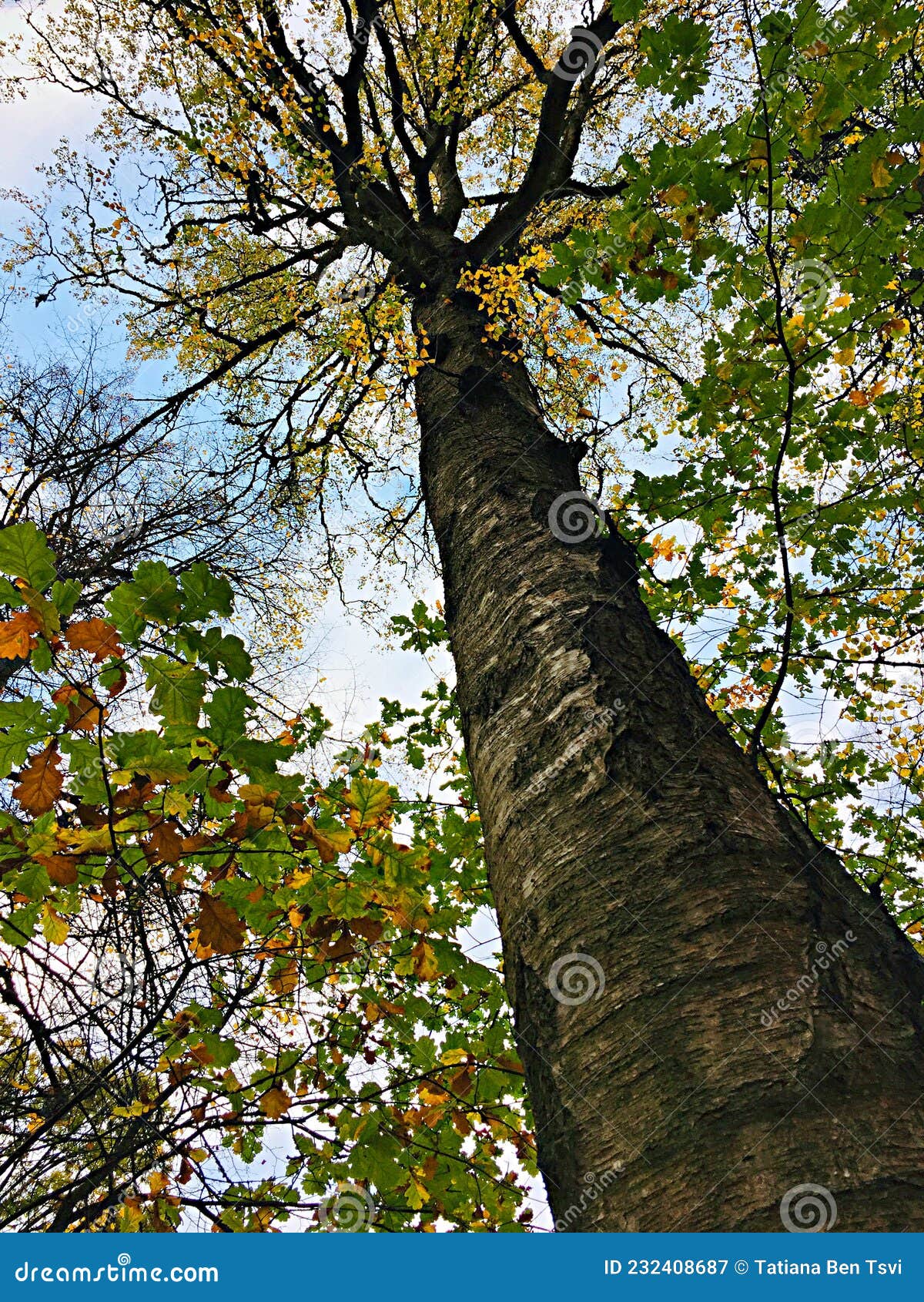 Tree from bottom to top stock image. Image of grove - 232408687