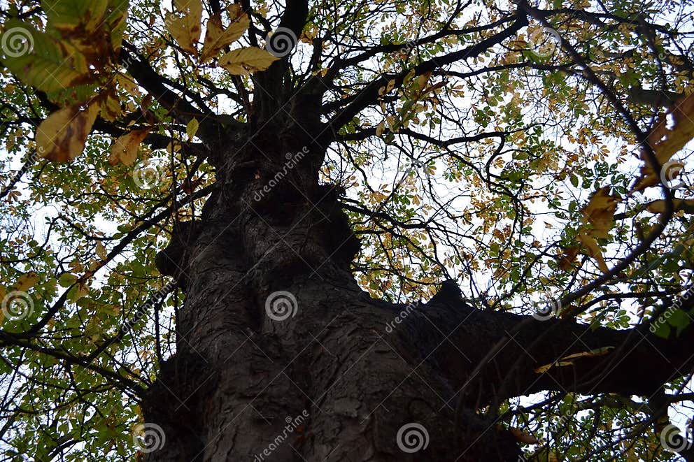 Tree from Bottom View Perspective Stock Image - Image of perspective ...