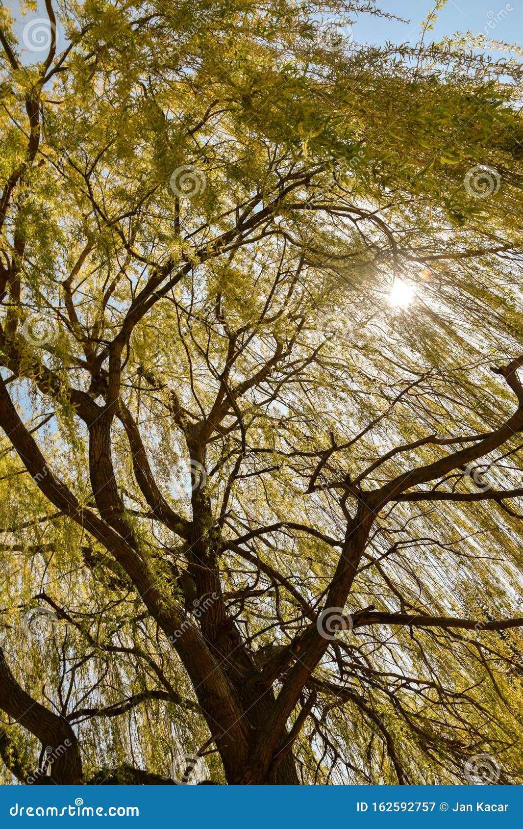 Tree from Bottom View in Summertime Stock Image - Image of little ...