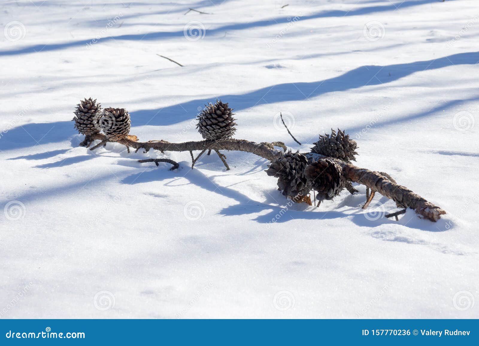 Tree Bough with Cones on Snowdrift Stock Photo - Image of snowscape ...