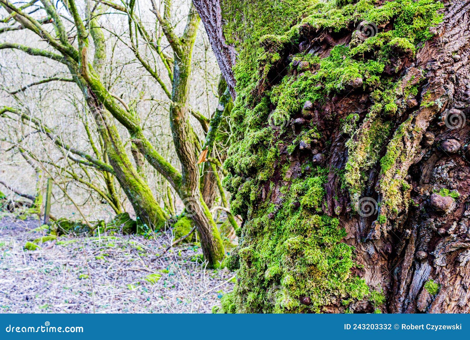 Tree Bough Covered with Moss in the Background of Other Trees Stock ...