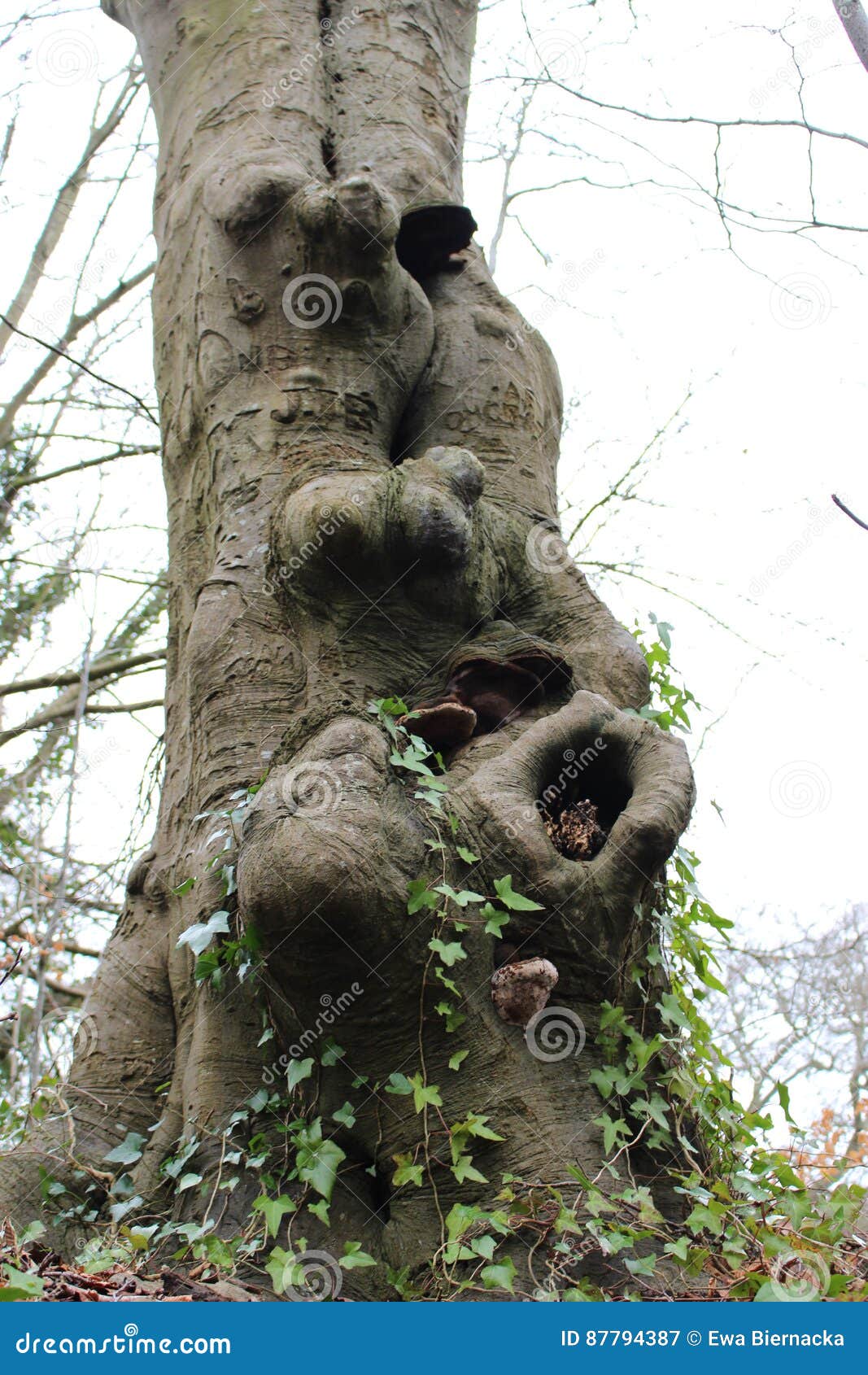 Tree bough stock image. Image of growth, bough, woods - 87794387