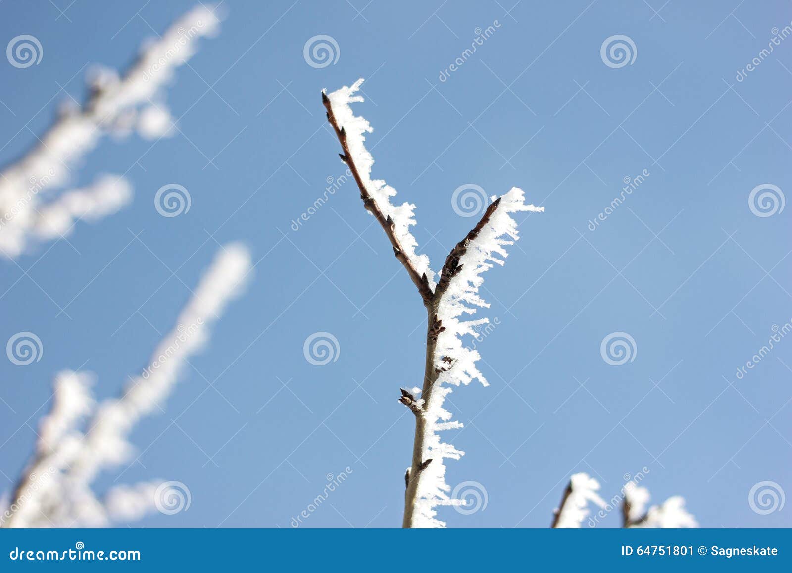 Tree bough with snow stock image. Image of bough, snowflakes - 64751801